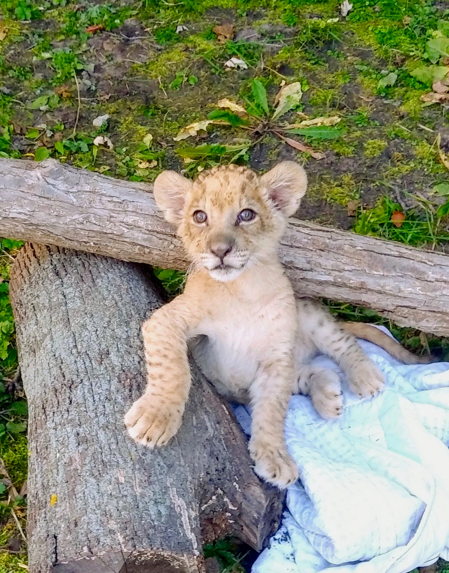 Newborn Baby Lion