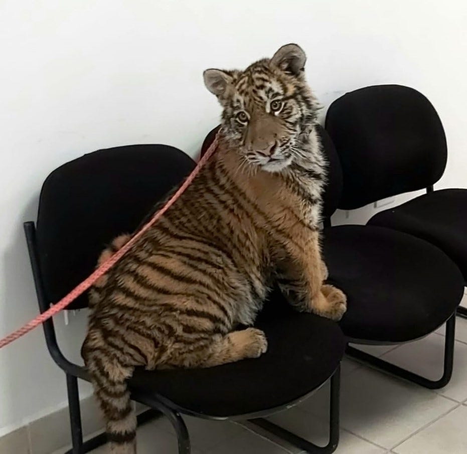 'Narco monkey' killed: Mexican cartels' bloody fixation on exotic pets