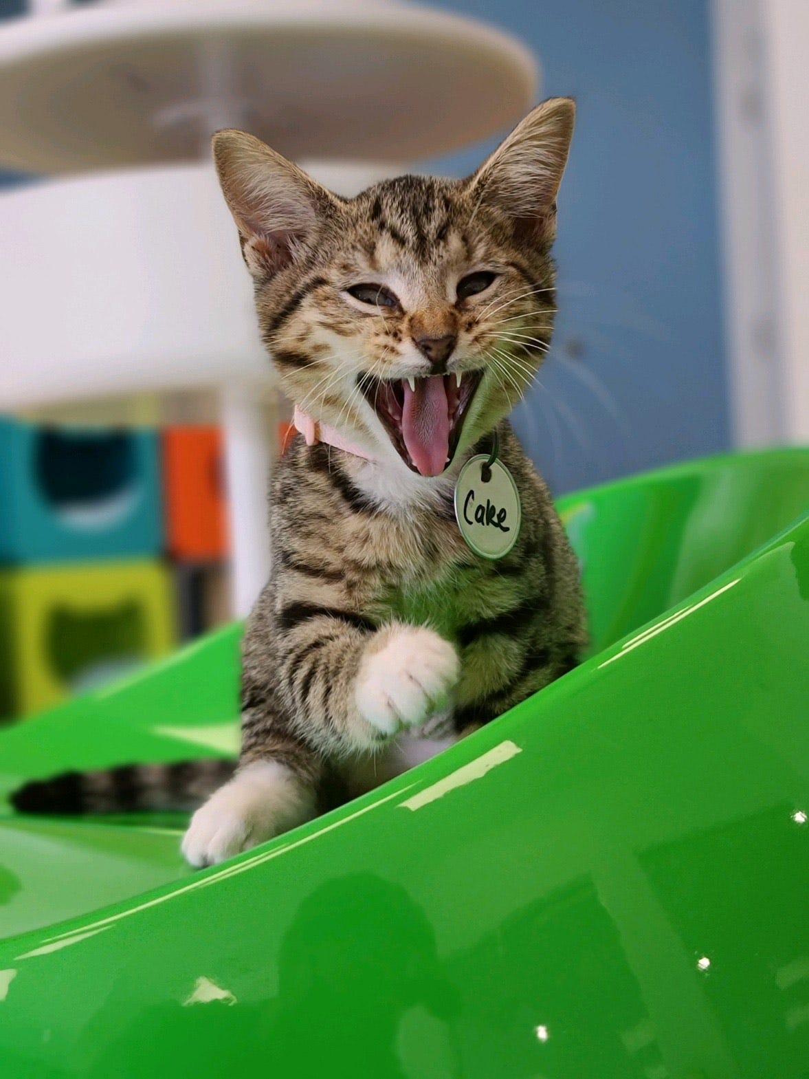 Fort Myers' Cattyshack Cat Café hits 500 cat adoptions