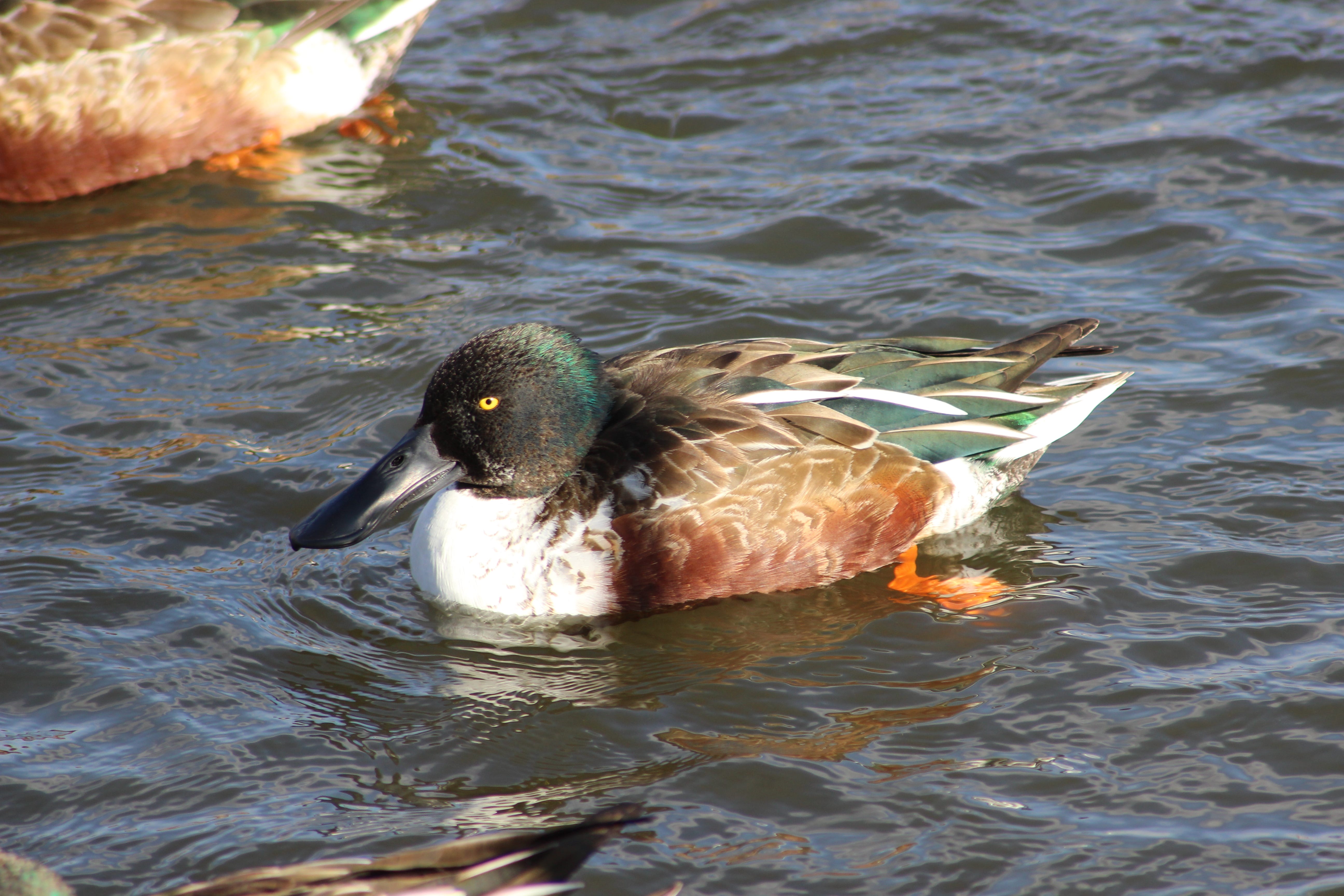 The Northern Shoveler and its striking colors winters in Texas
