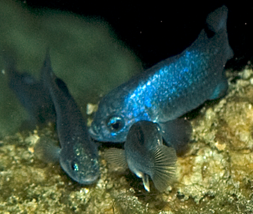 Devils Hole pupfish have been quarantining long before COVID-19
