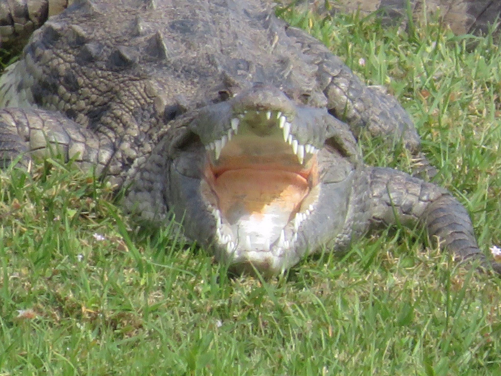 Rare American crocodile seen on Treasure Coast. Why is it here?