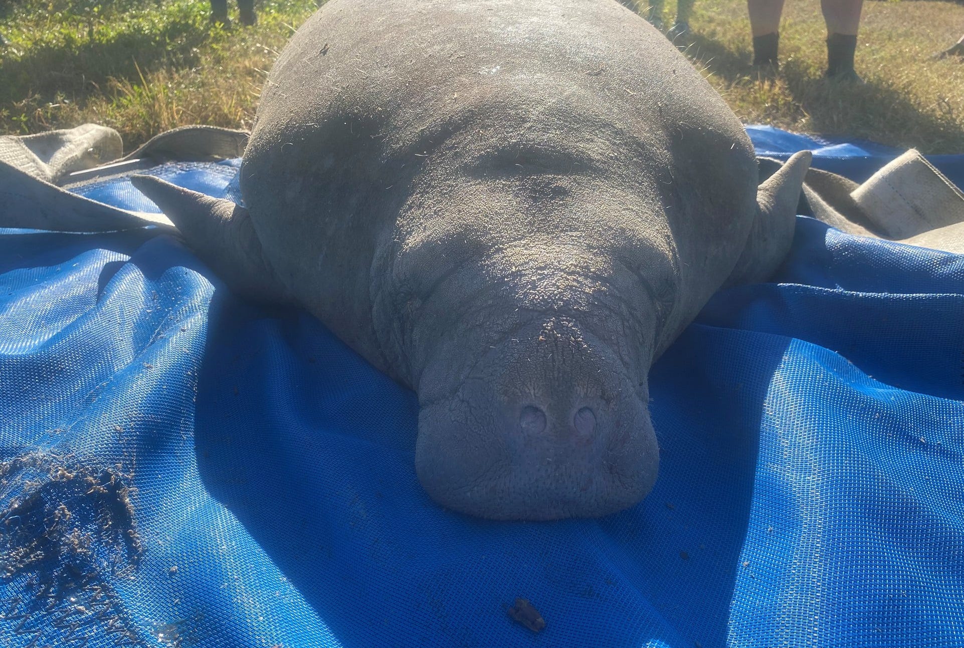 Six stranded manatees rescued from Pine Island Conservation Island pond ...
