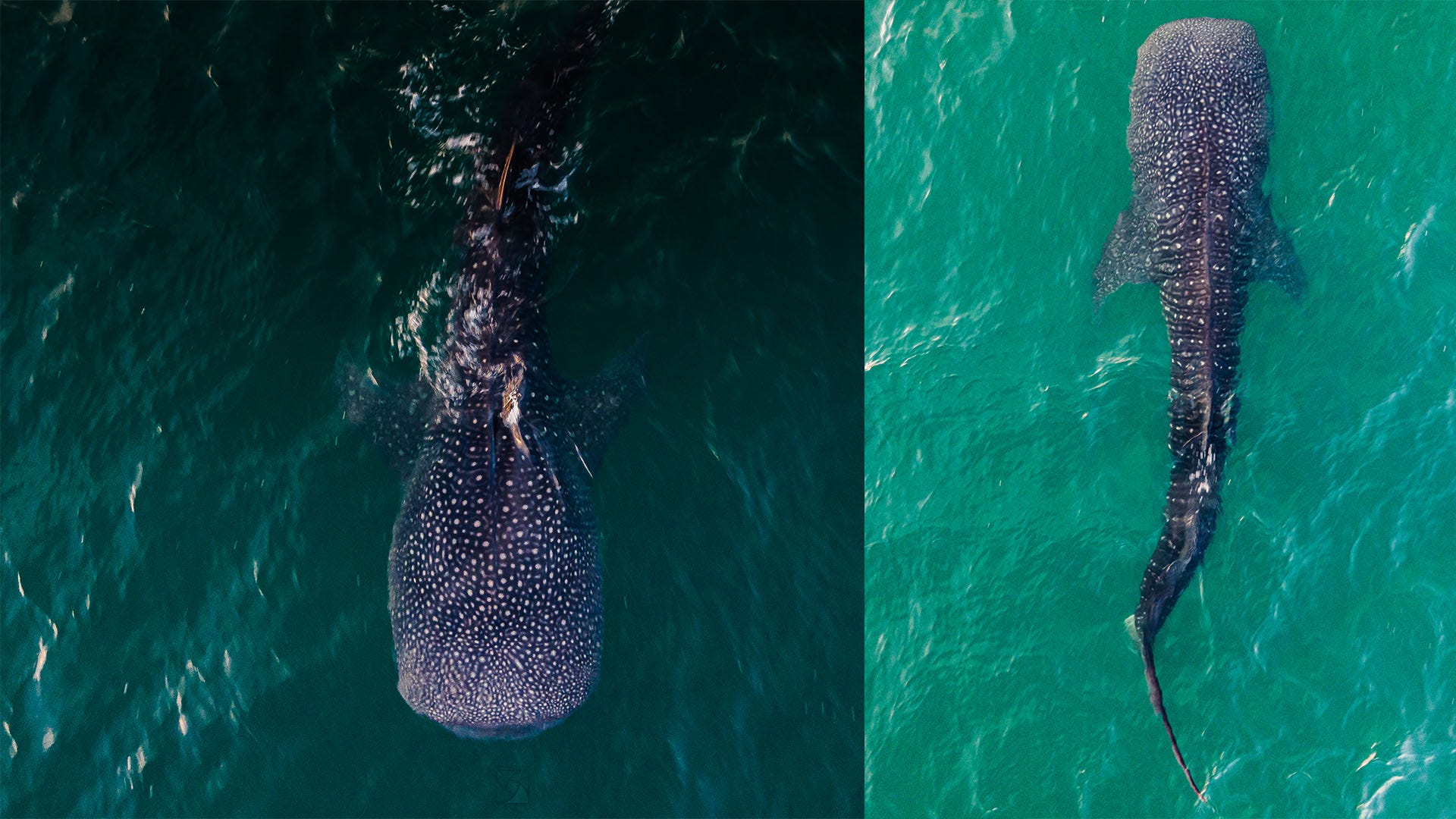 Mesmerizing drone footage shows whale shark swimming off the coast of ...