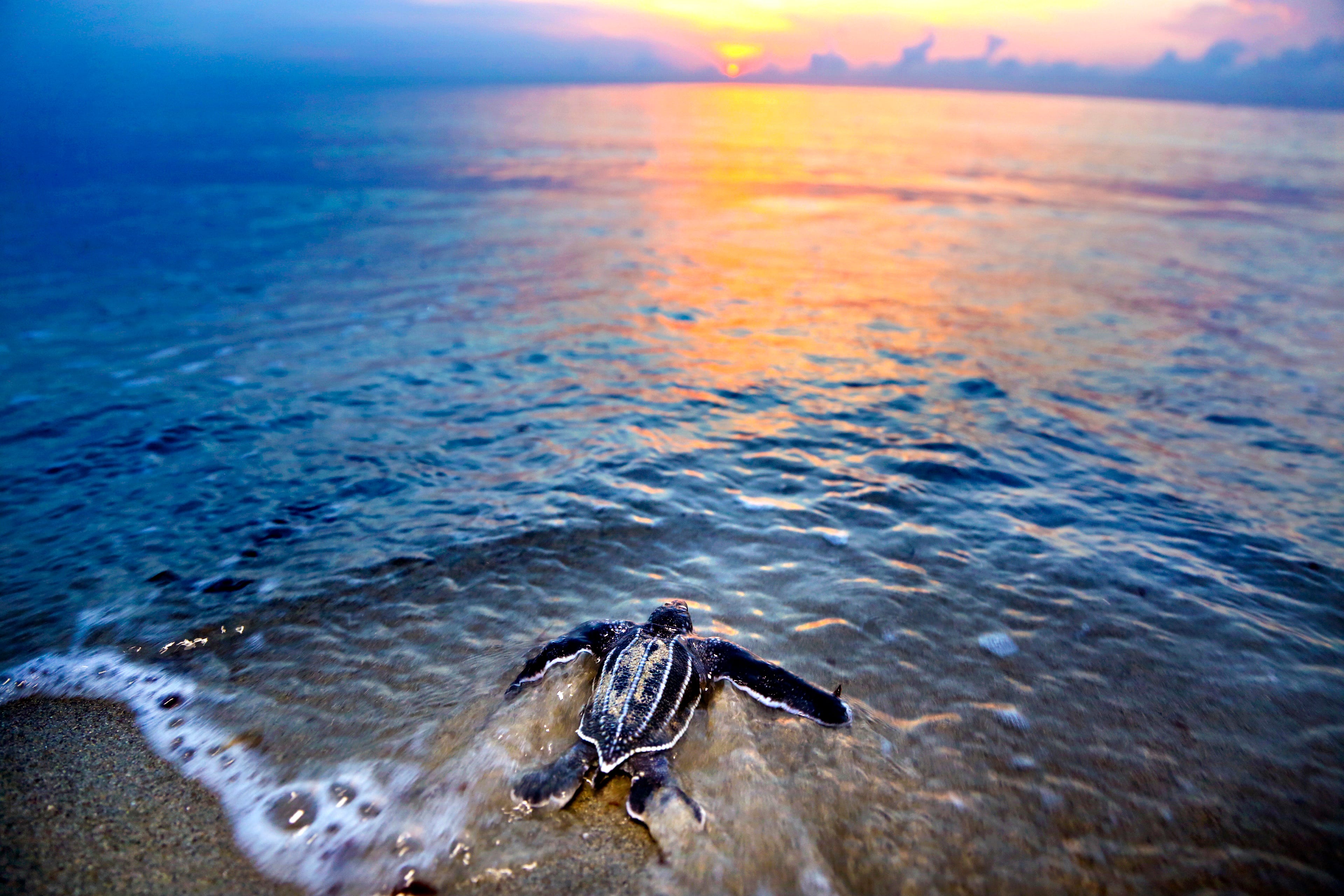 Sea turtle survival rate jumped with extra rain in 2020