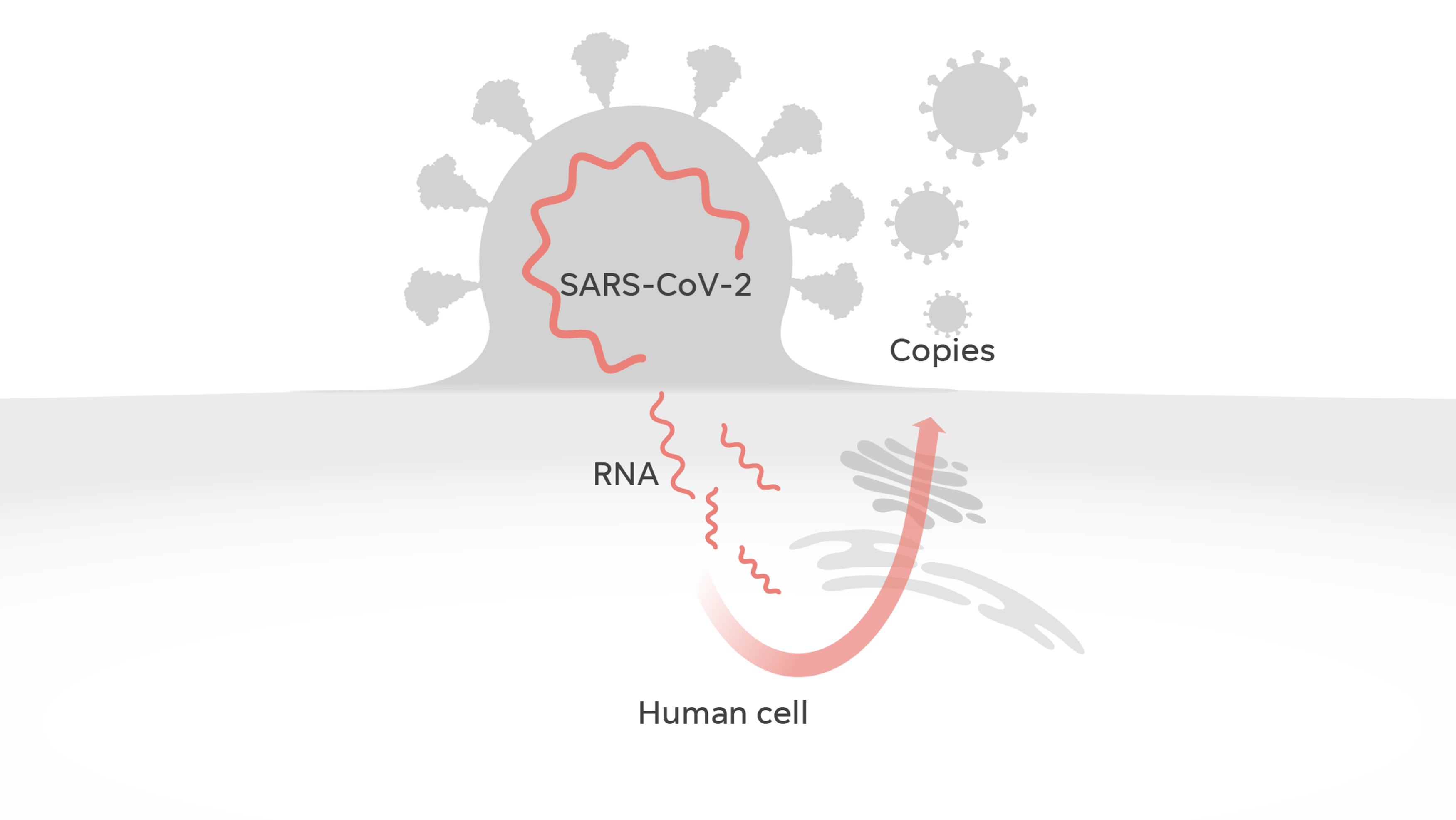 How mRNA COVID-19 vaccines work