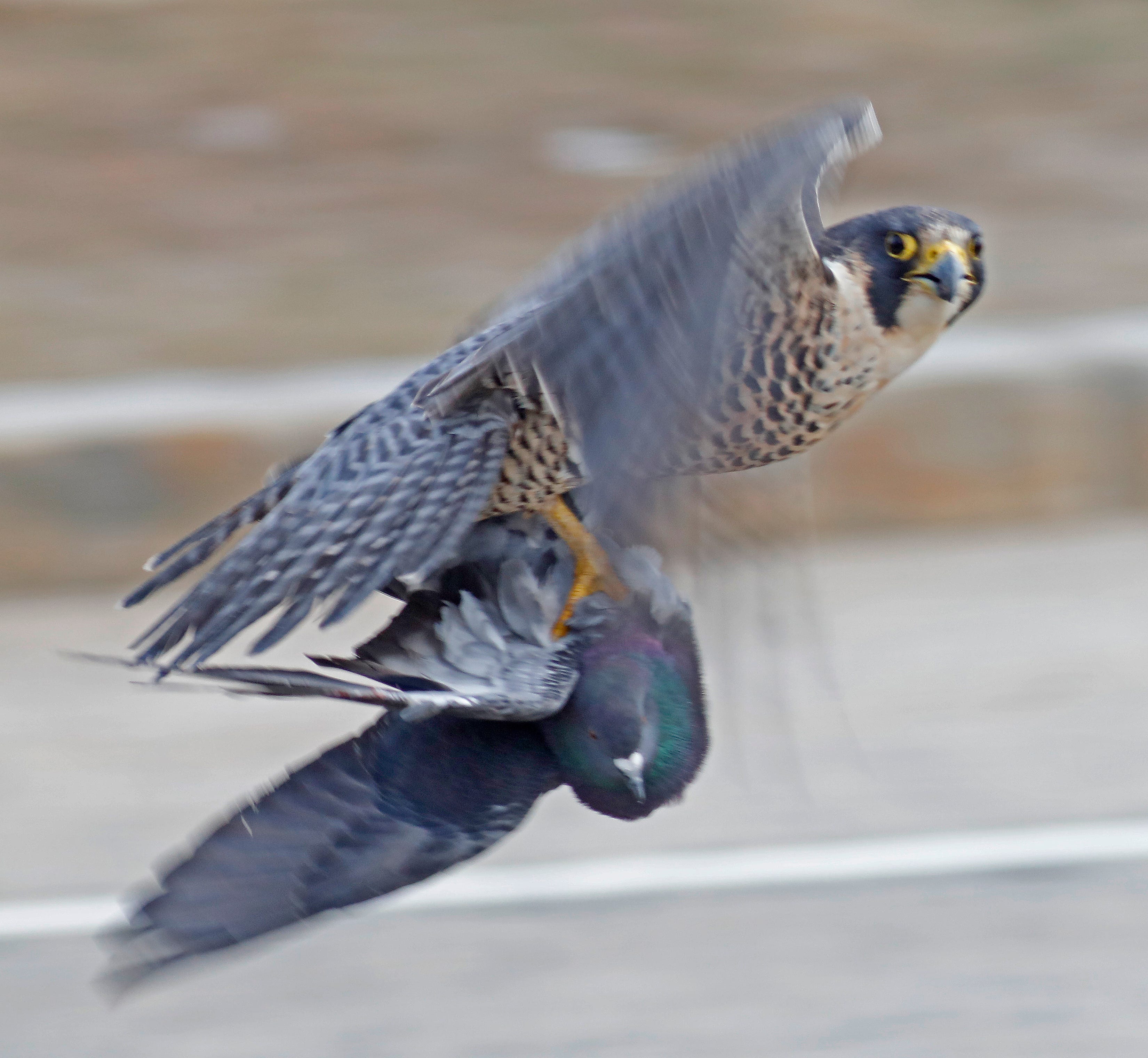 Rare peregrine falcon spotted on the South Shore in Hull