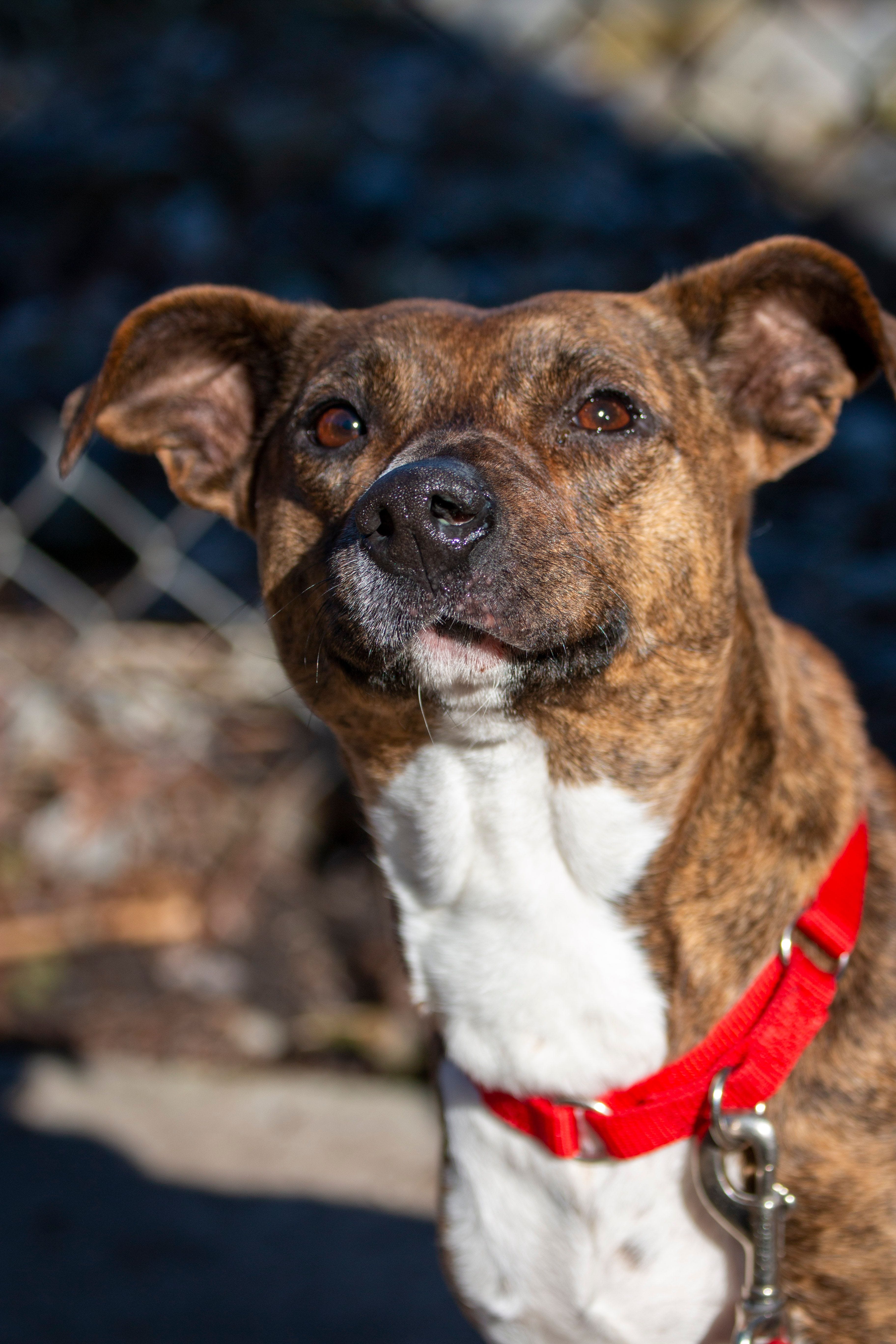 Dog with a limp ready to be adopted
