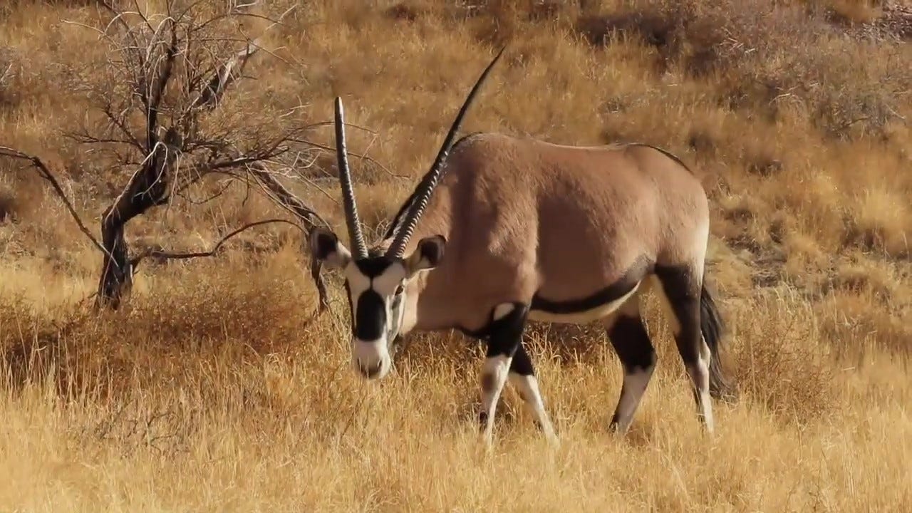 Close encounters with oryx on Las Cruces trails present dangers