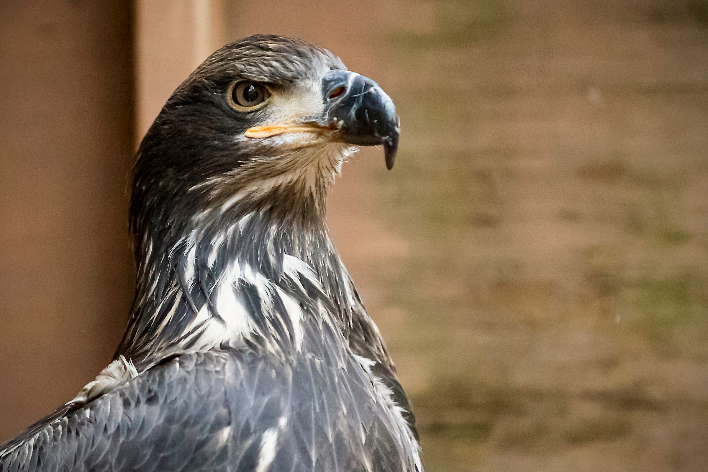 Indiana works to bring species back from the brink of extinction