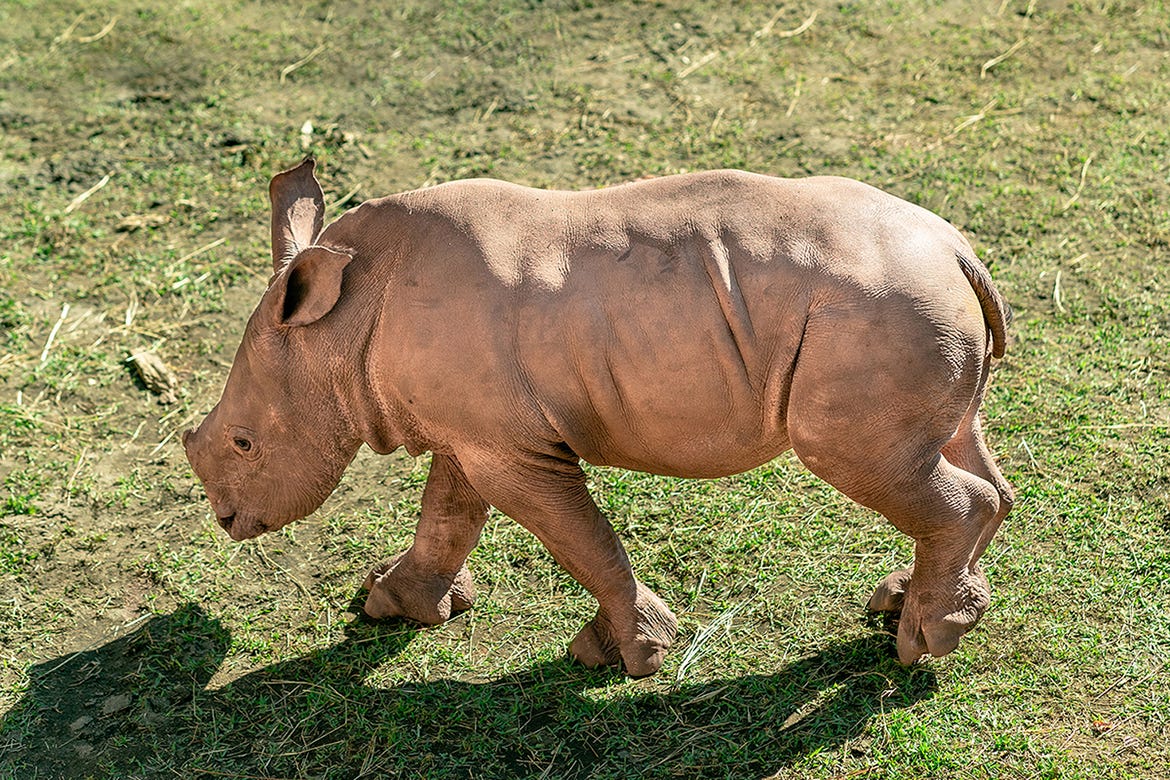 Gulf Breeze Zoo celebrates the birth of southern white rhino Kalibur