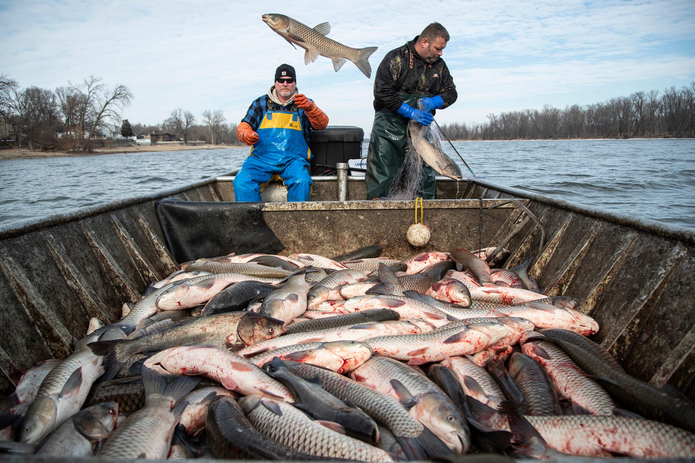 Asian Carp Invasive Species