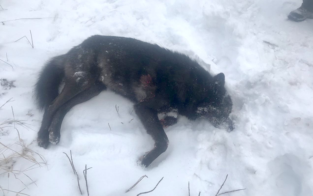 Illegal wolf killings in Wisconsin smear image of hunting