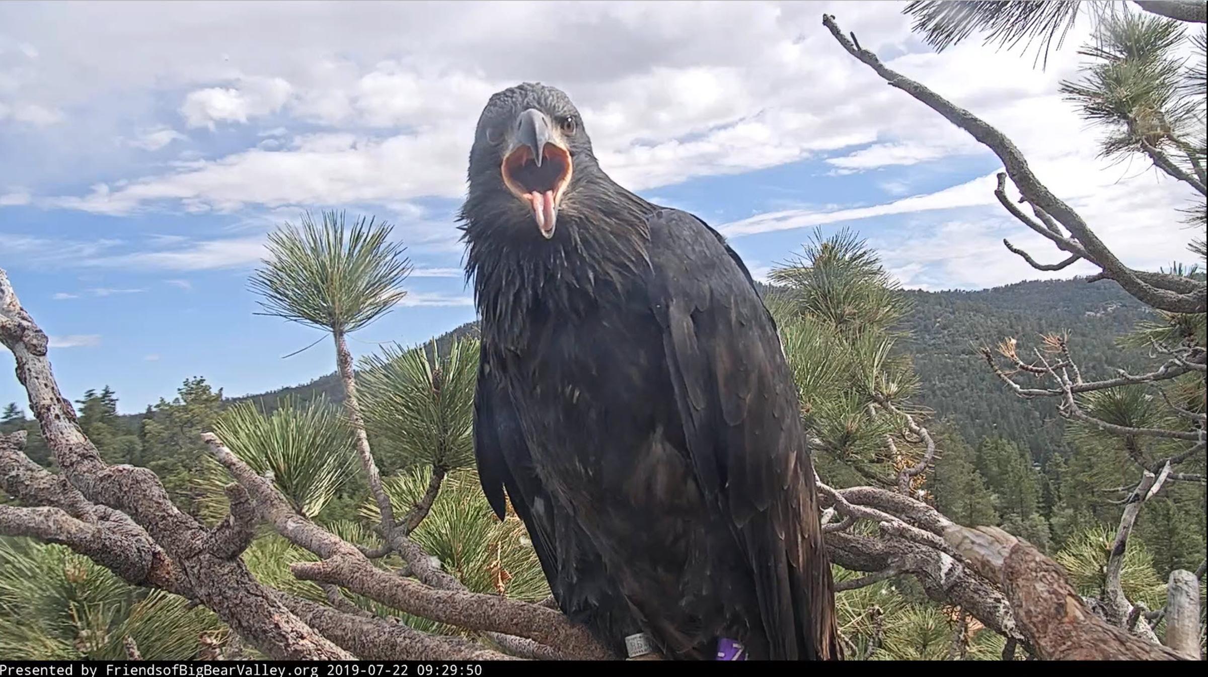 Big Bear eagles Jackie and Shadow build their nest again