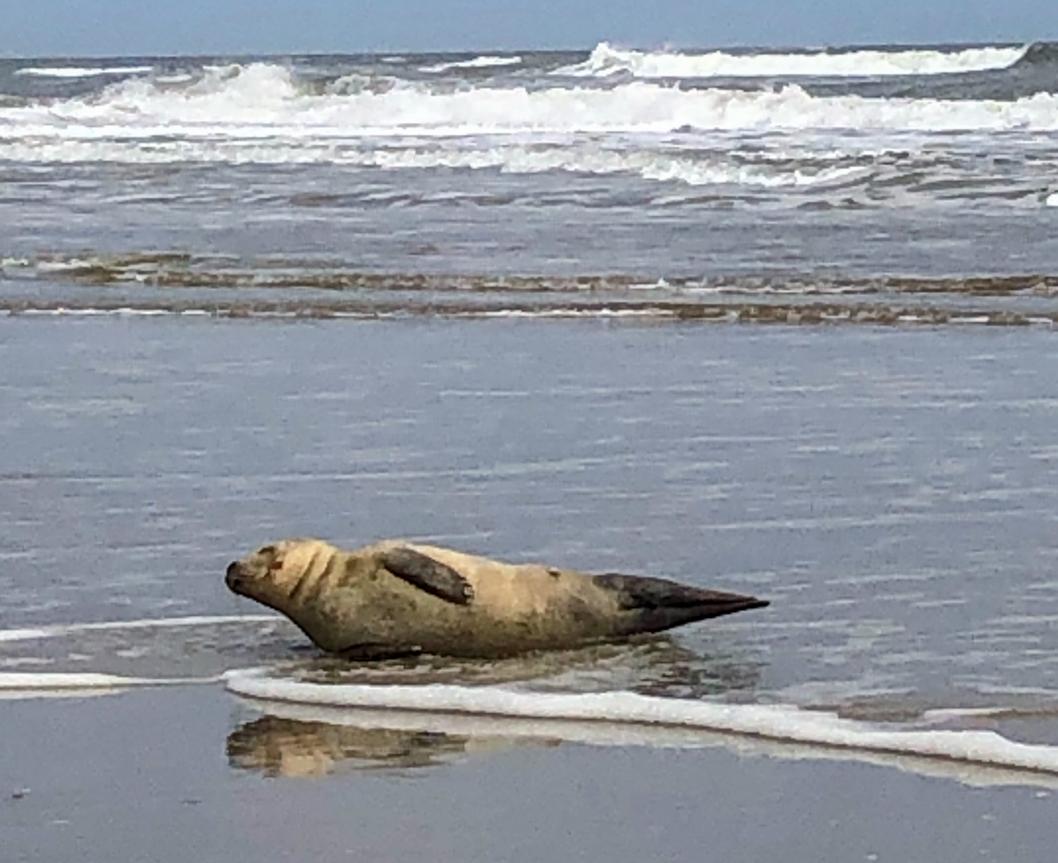 Seal resting on Florida beach becomes social media star