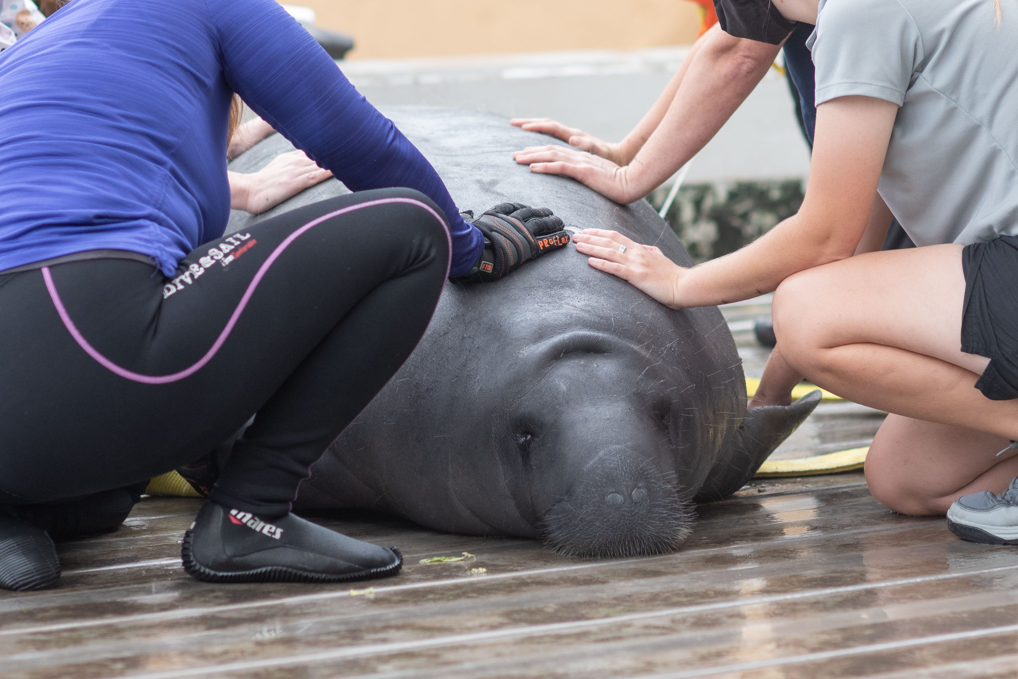 Manatees released into wild after rehab at Jacksonville zoo