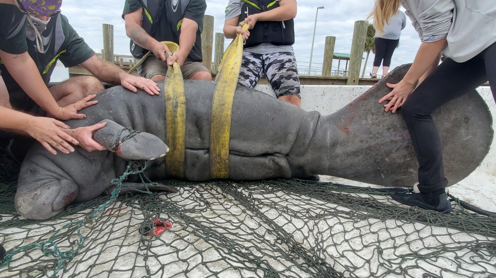 Indian River Lagoon manatee deaths called 'unusual mortality event'