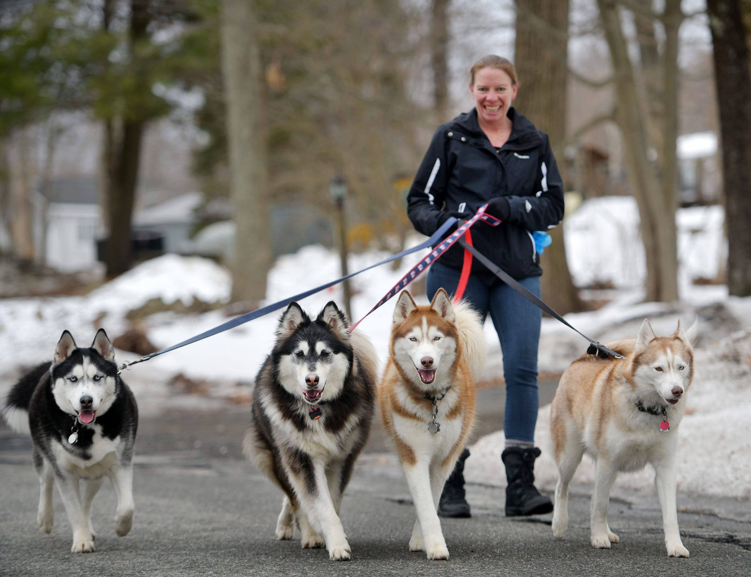 How Long Should A Husky Be Walked
