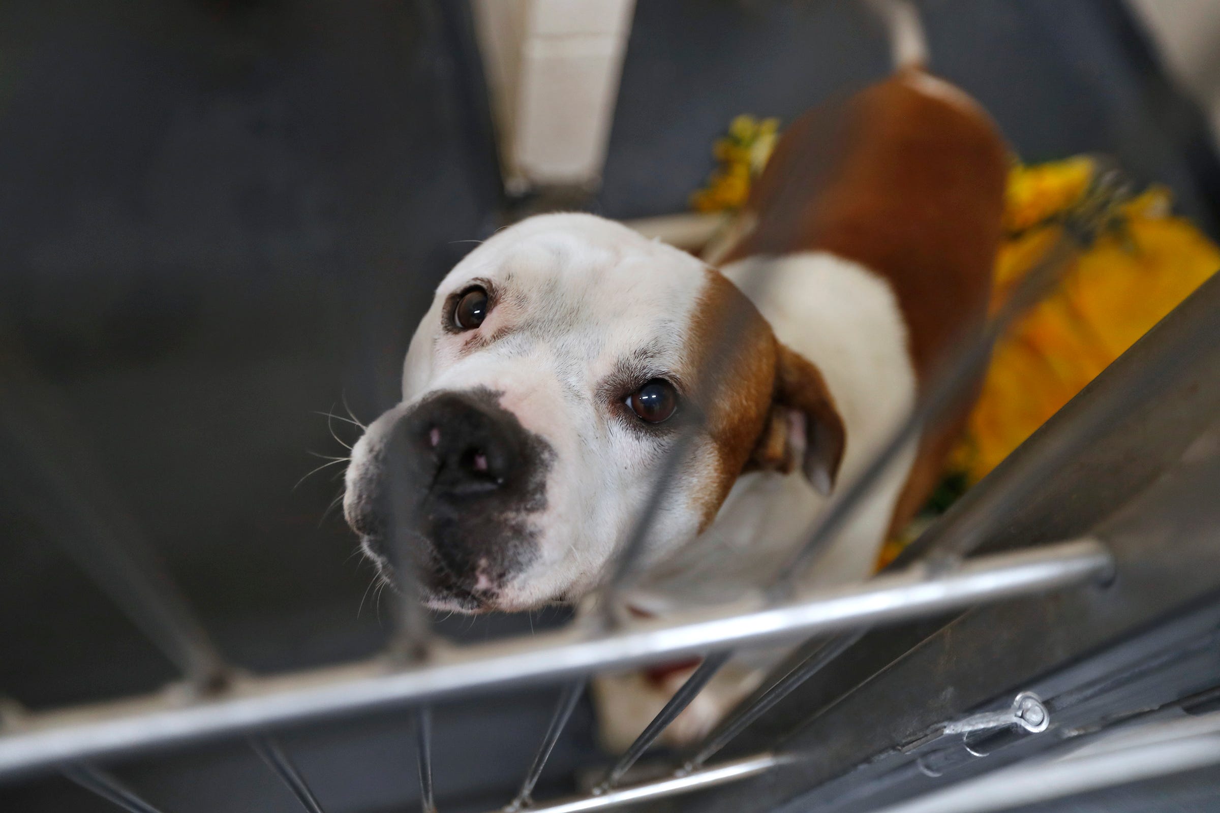 Pet adoption near me: What to know about IACS, petfinder and more