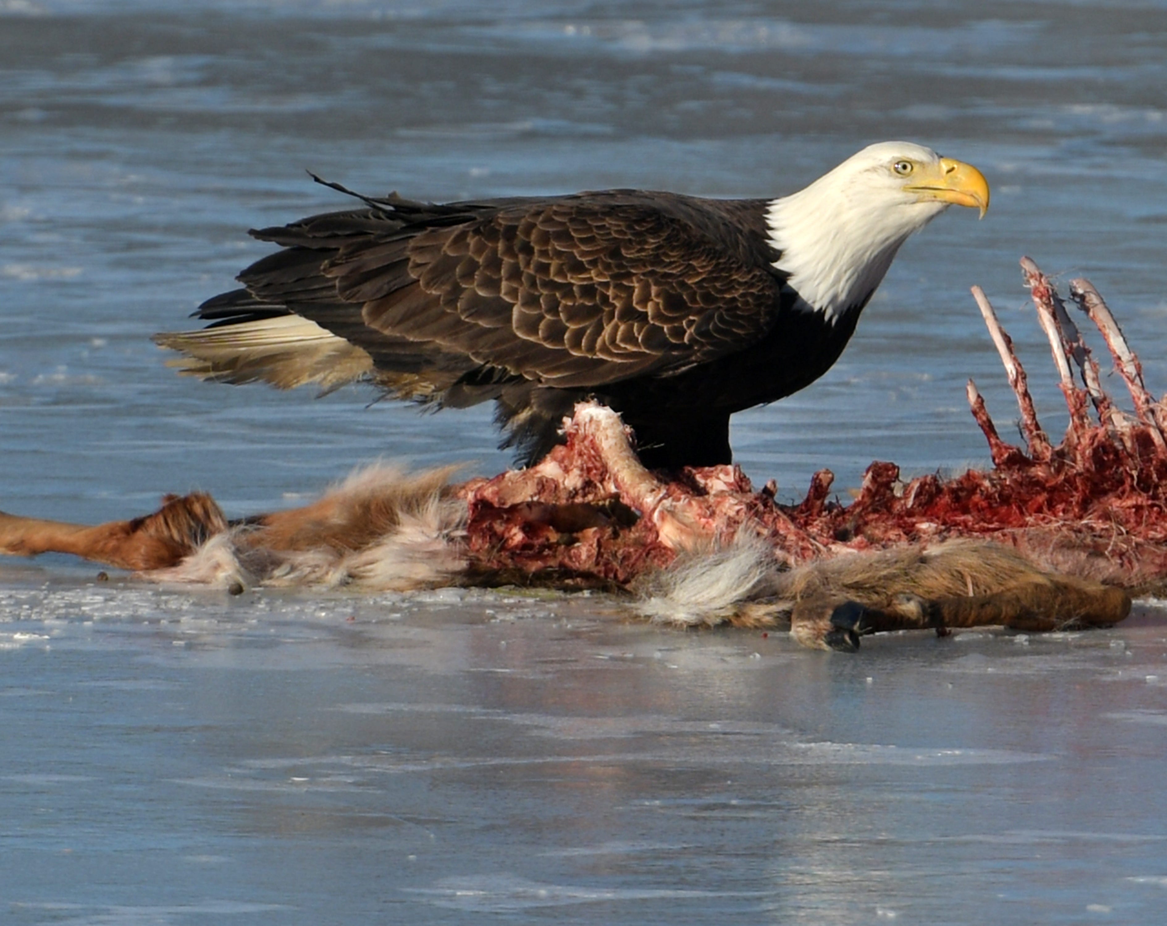 Bald Eagle Eating Deer