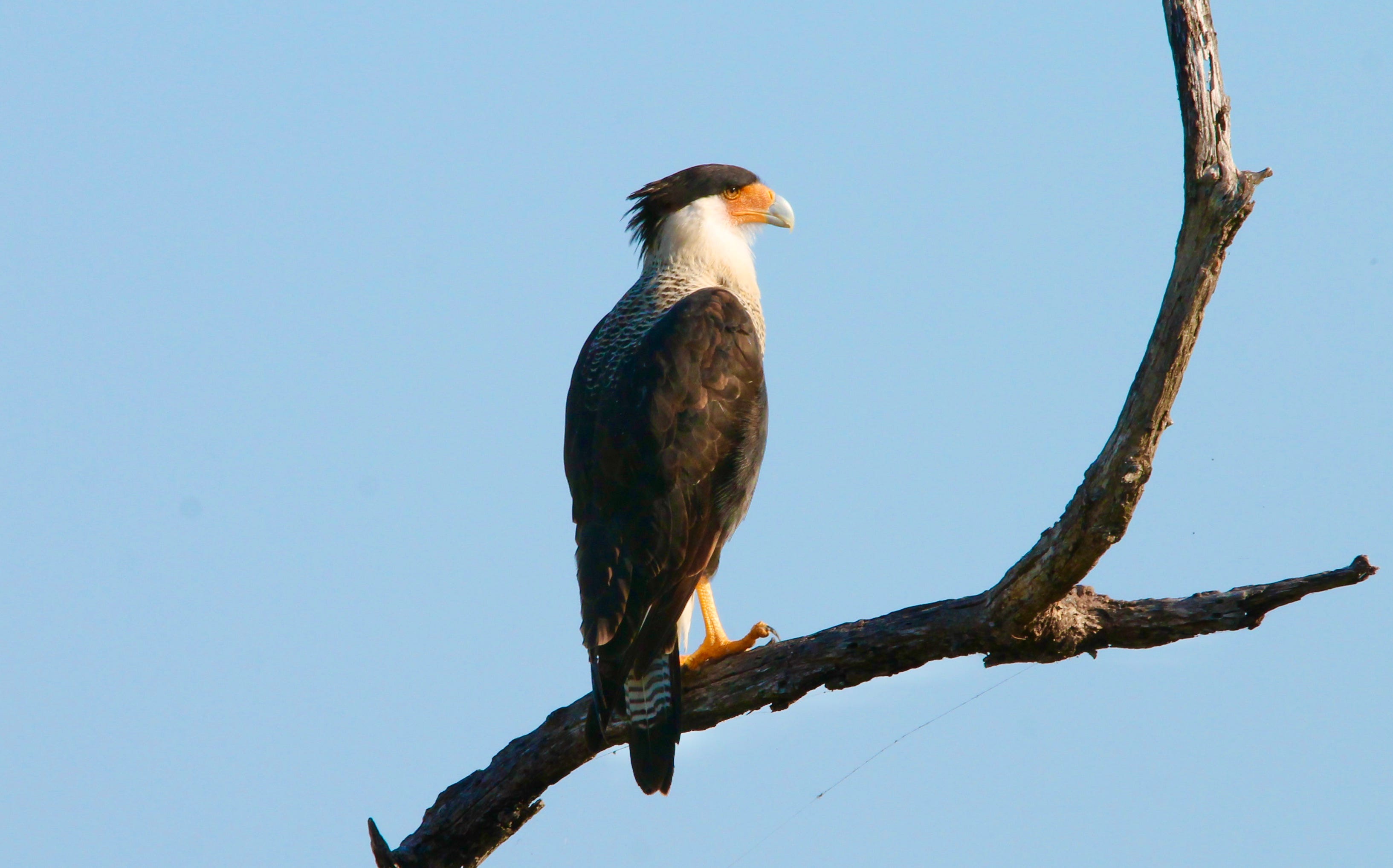 Best places to see birds around Austin, Texas, and what to look for