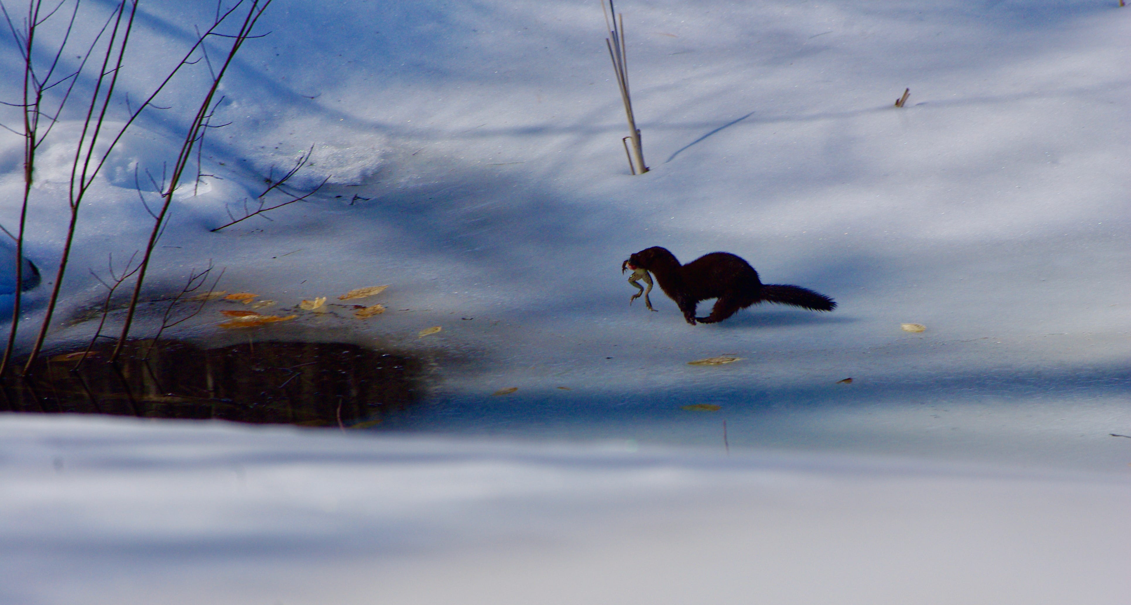 Mink in Vermont: What to know about the mammals