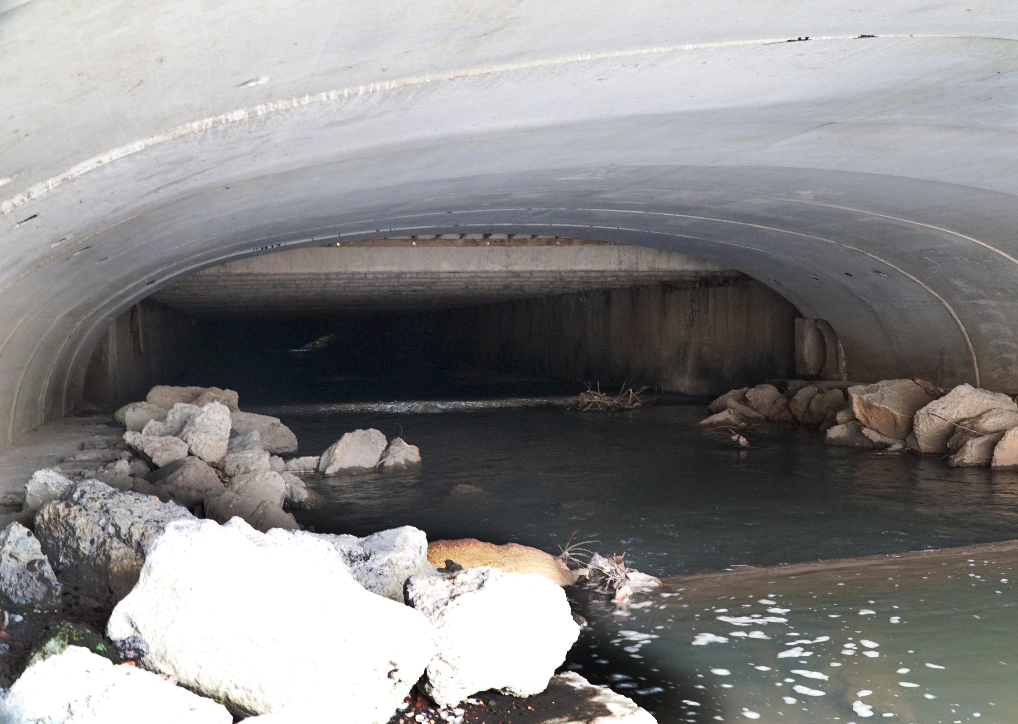 Daylighting underground Northville river would restore ecosystem