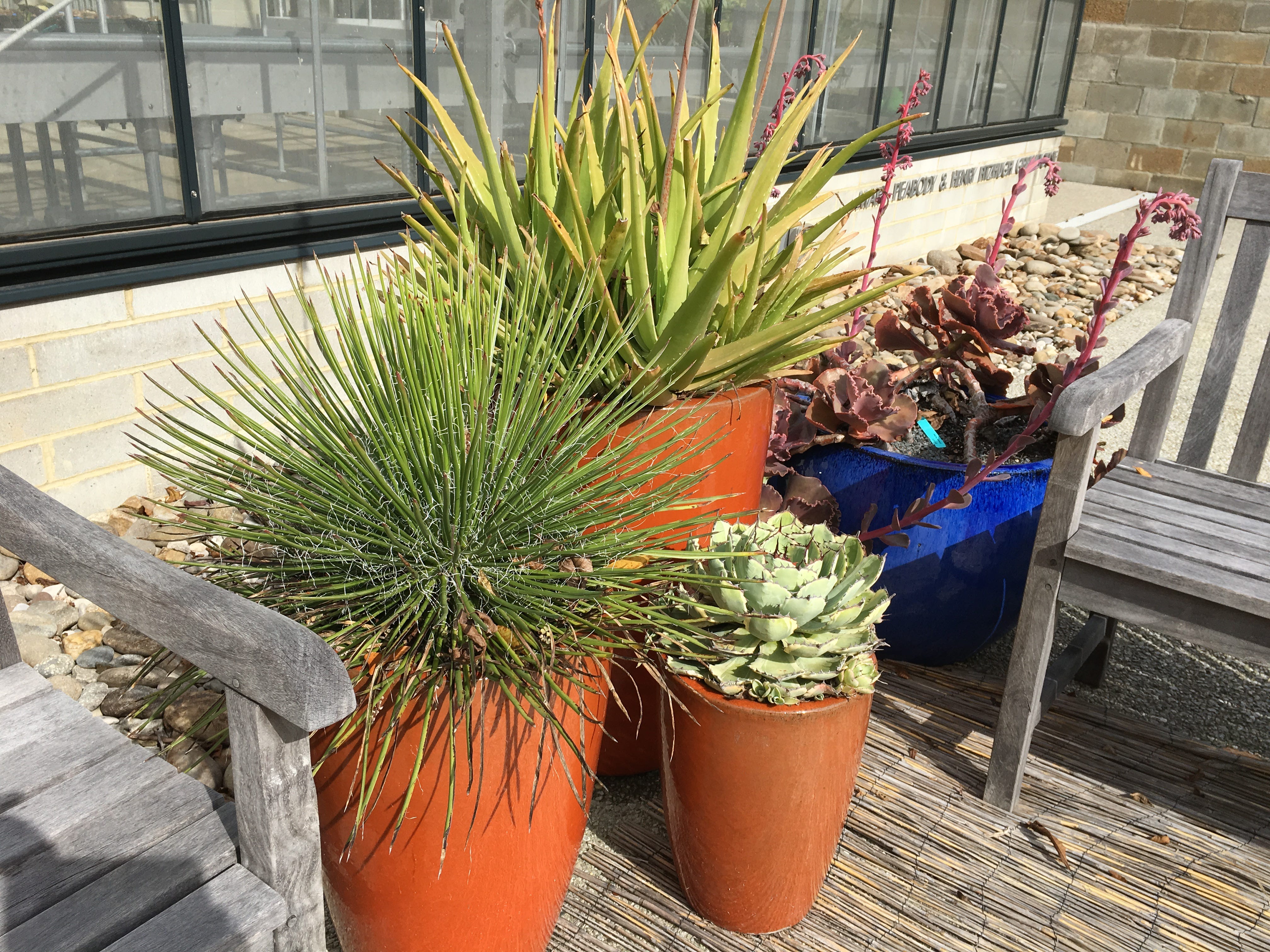 Garden pots: 5 tips for finding the perfect garden planter