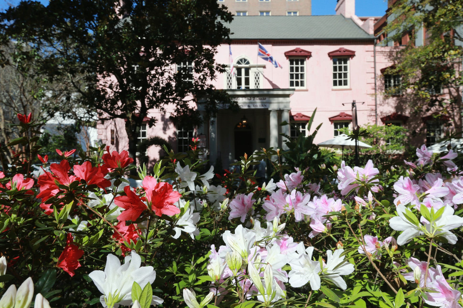 Savannah in springtime: Azaleas in full bloom