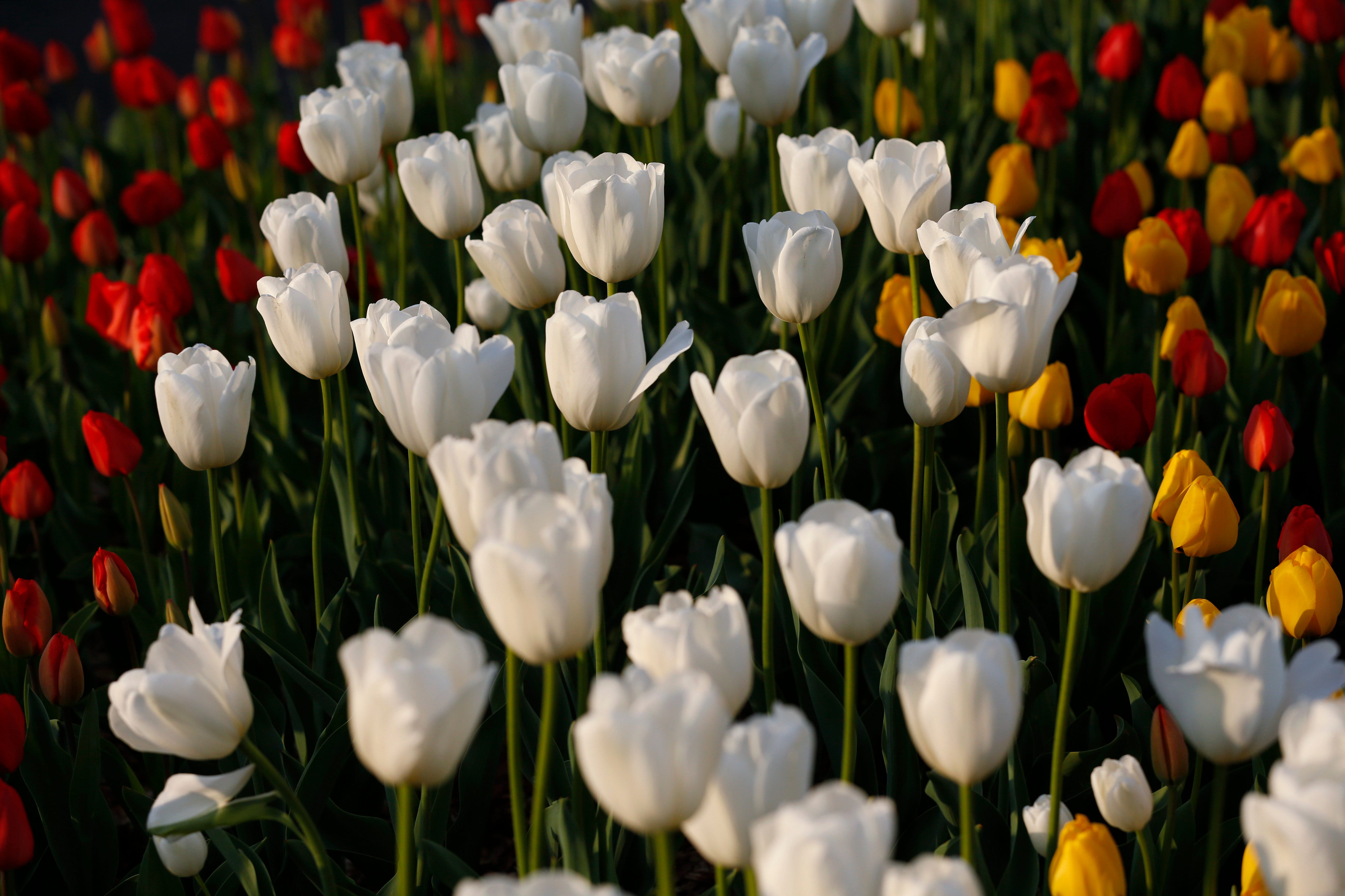 When does spring start this year? Dates to know.