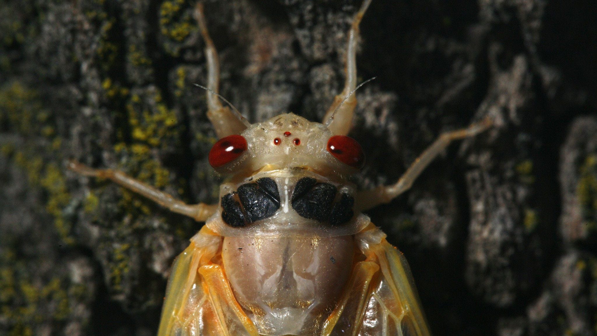 17 Year Cicadas Prepare To Emerge This May In Illinois