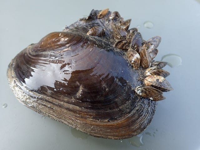 Kentucky's top 5 invasive species include carp, pigs, zebra mussels