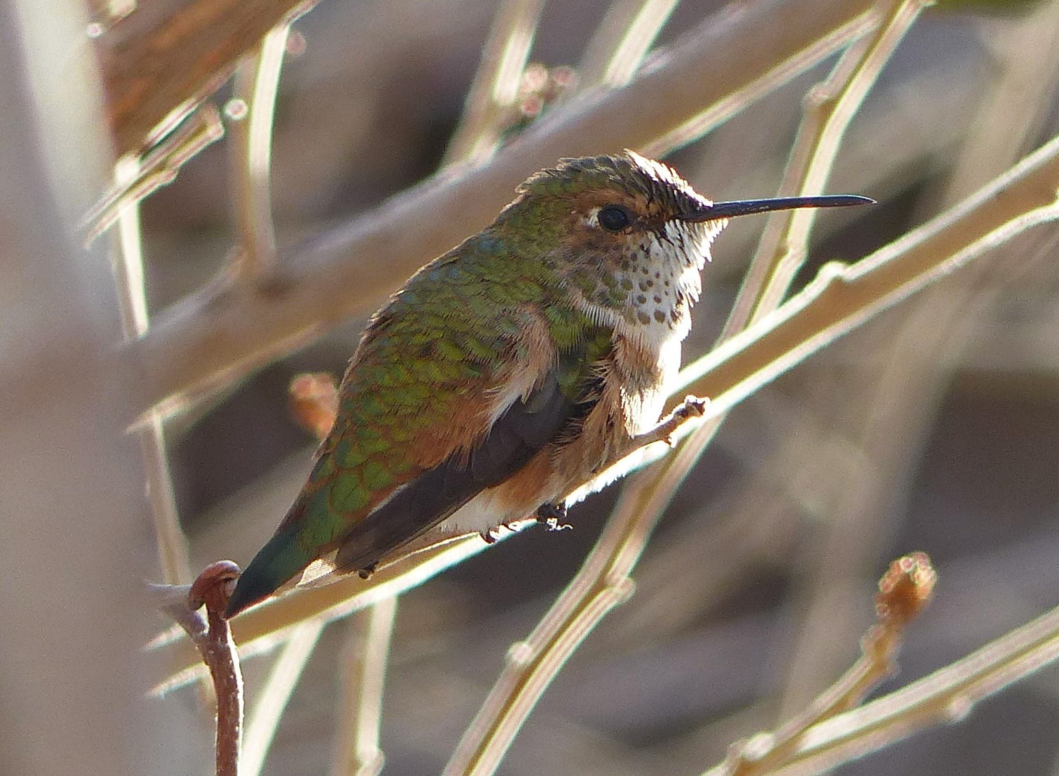 Year-long backyard birding contest wraps up