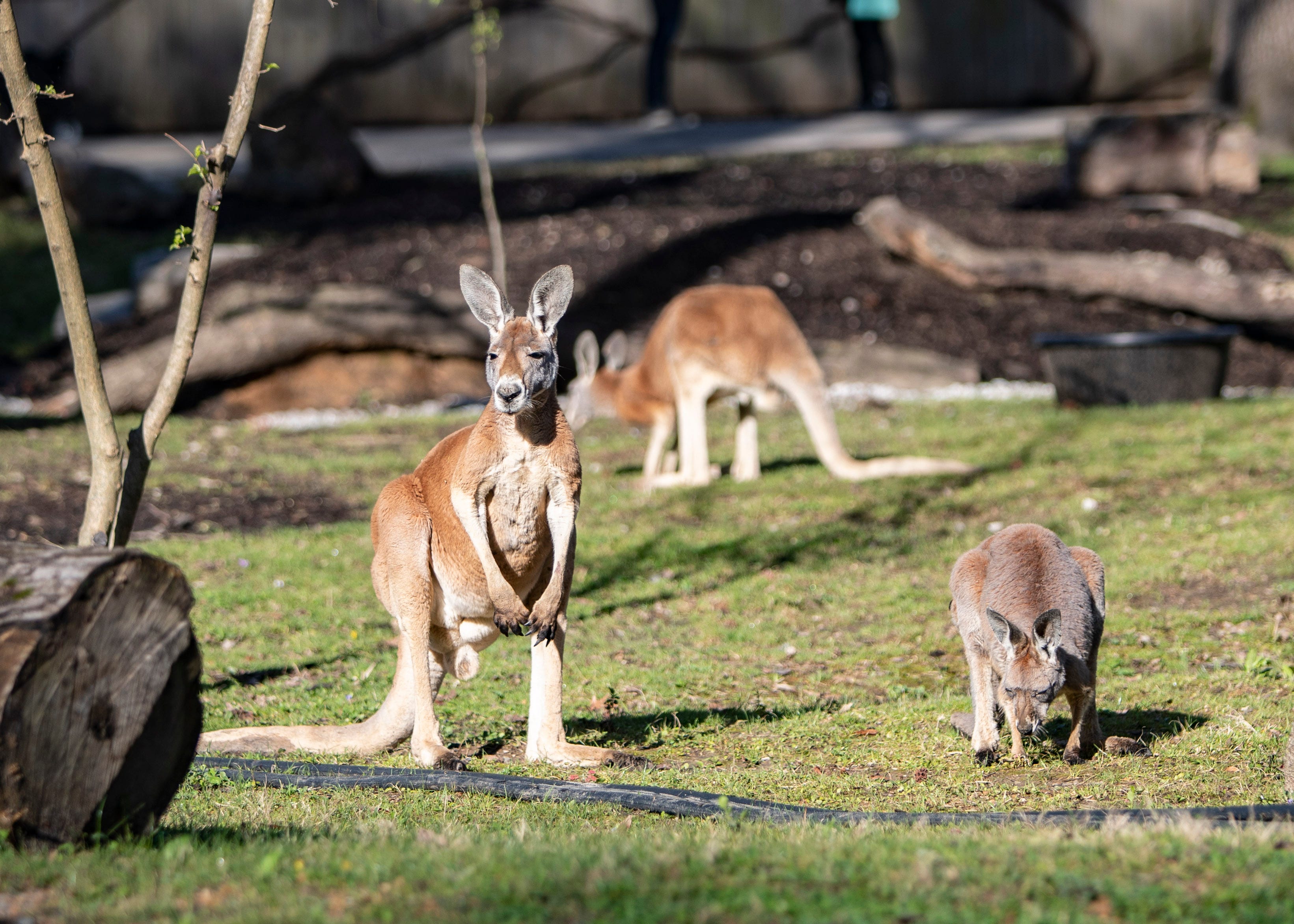 Memphis Zoo's KangaZoo seasonal exhibit opens