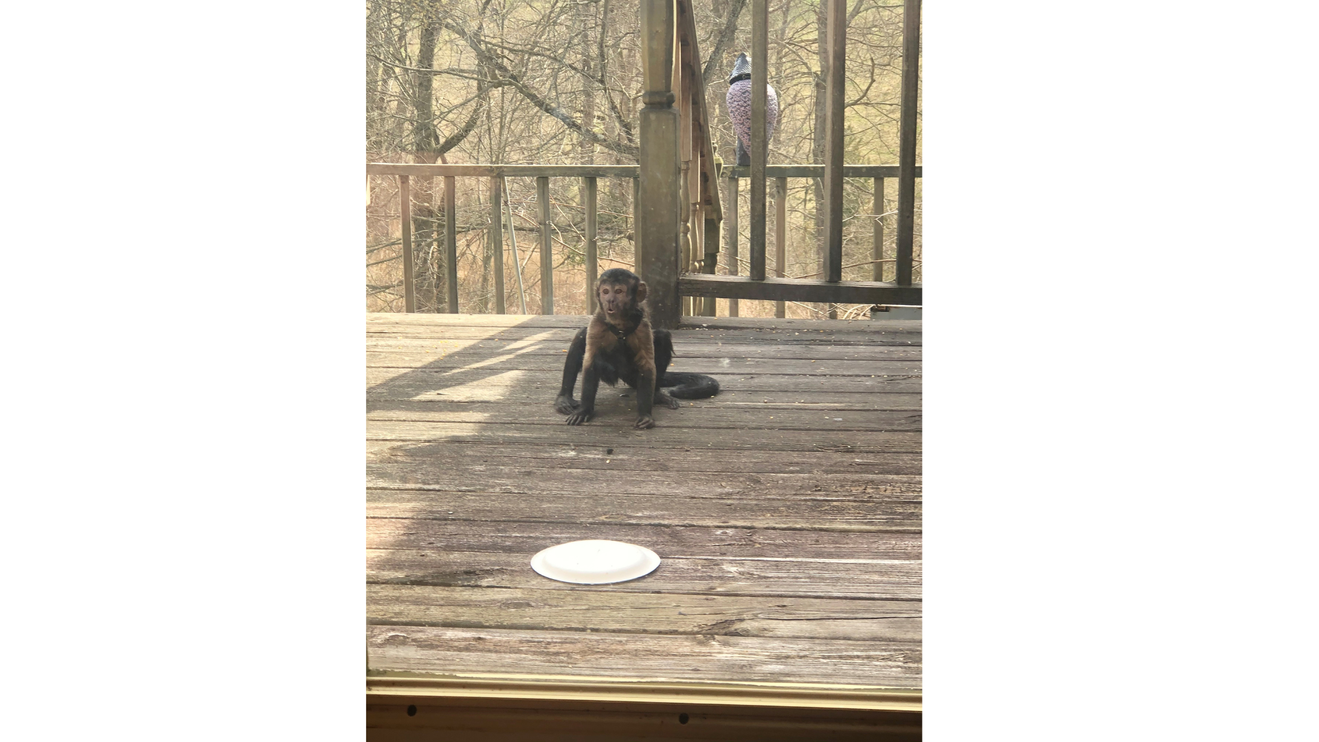 Capuchin monkey found by Kentucky family on their back porch