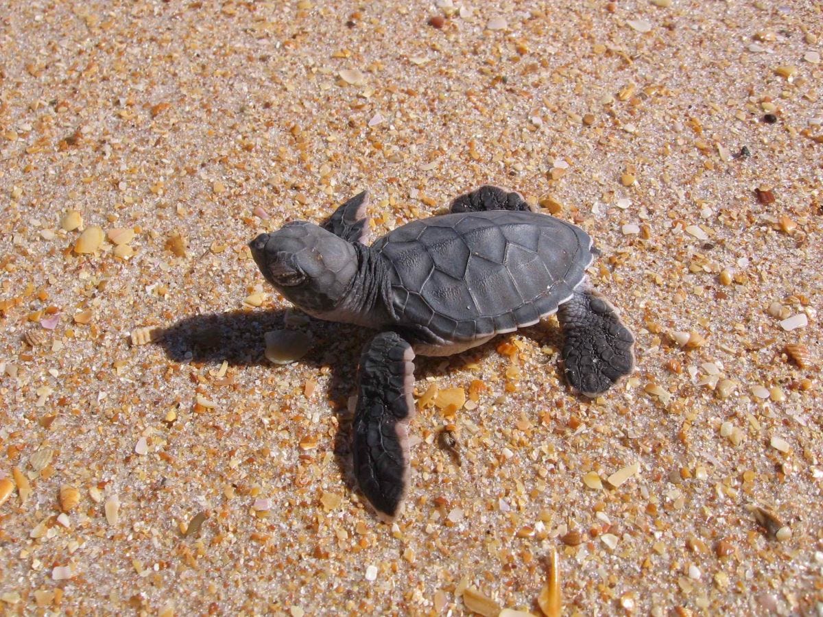 Things to do in St. Augustine this week, from Turtle Fest to Blues