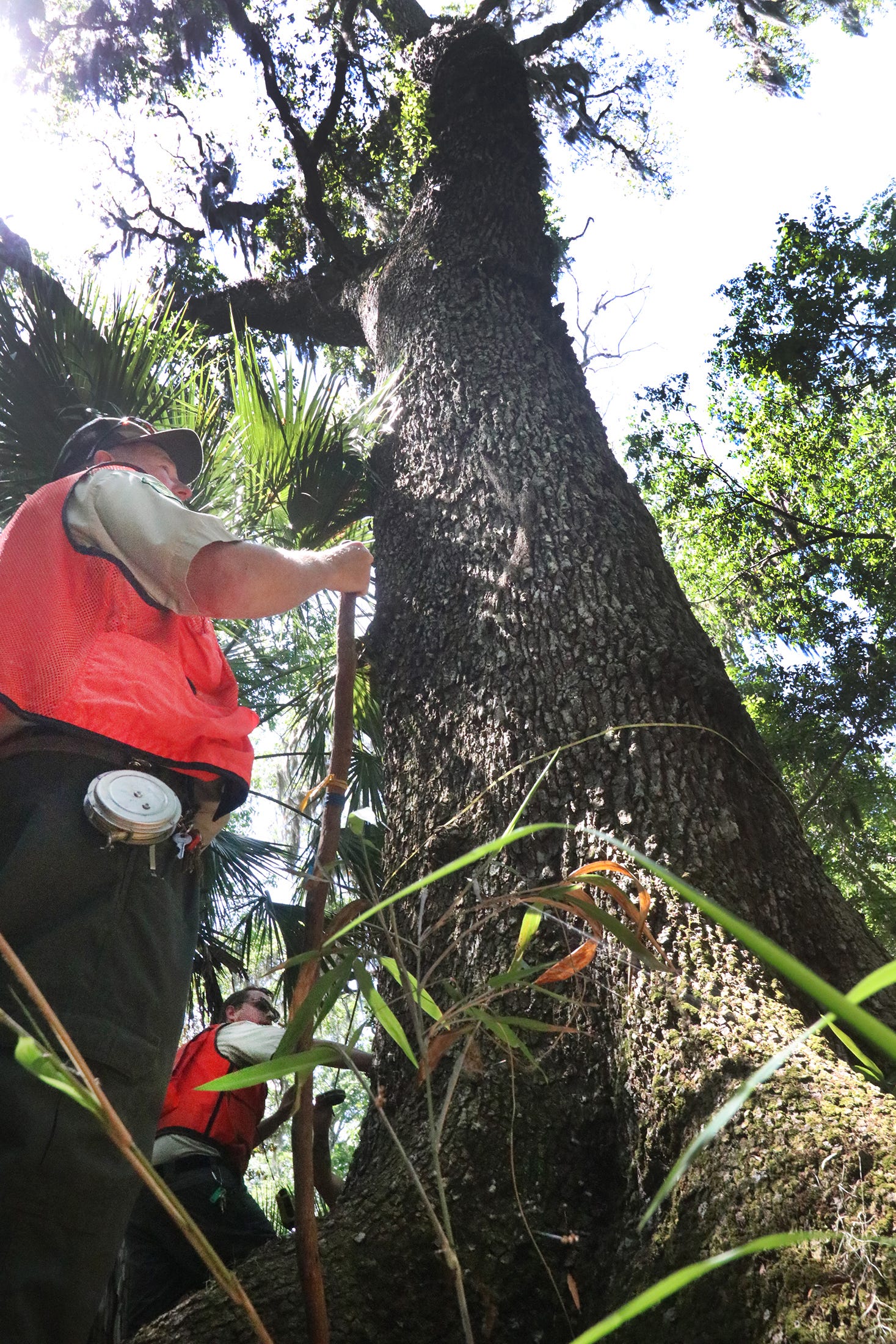 One of Florida's largest oak trees discovered in Ormond Beach forest