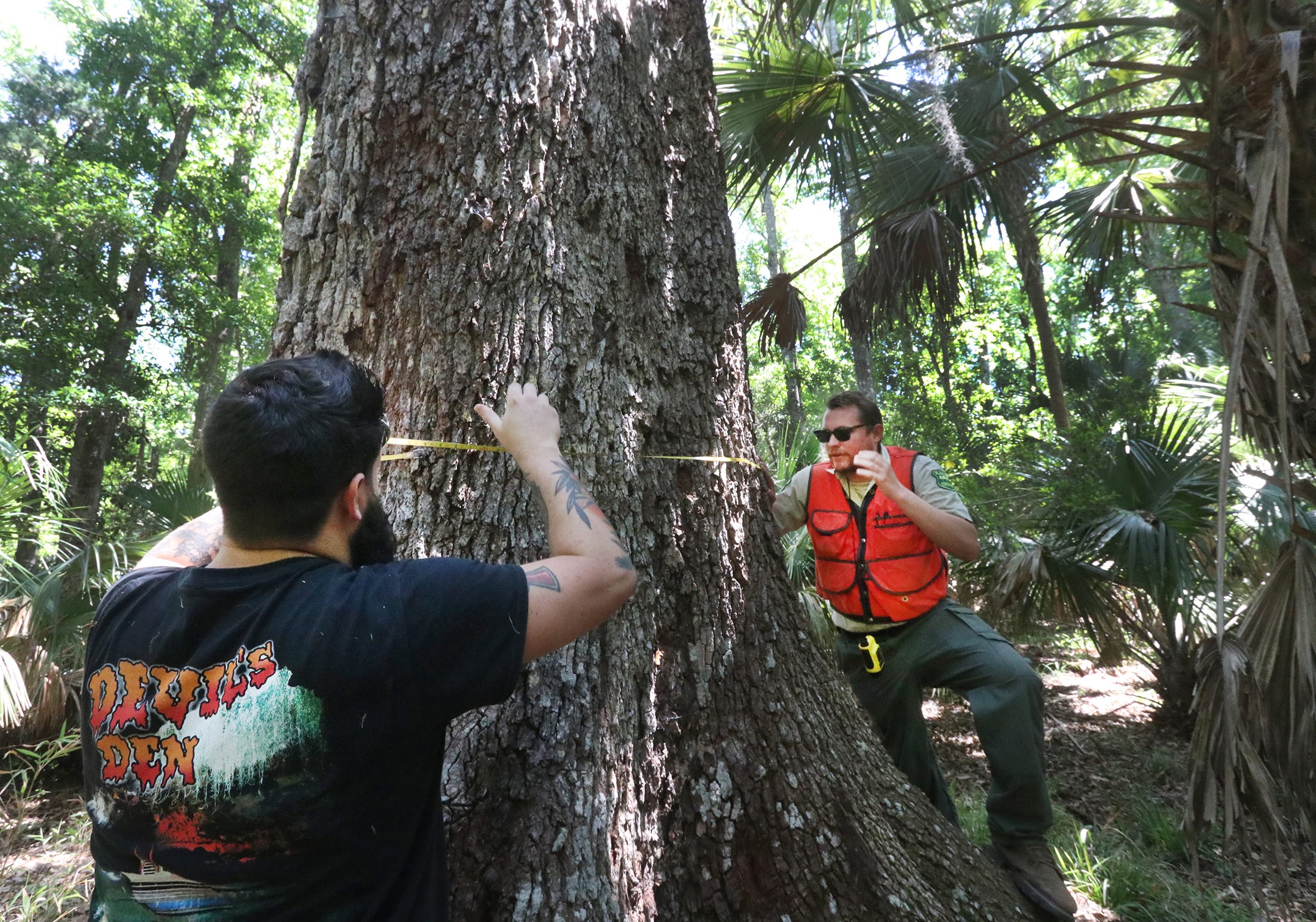 One of Florida's largest oak trees discovered in Ormond Beach forest