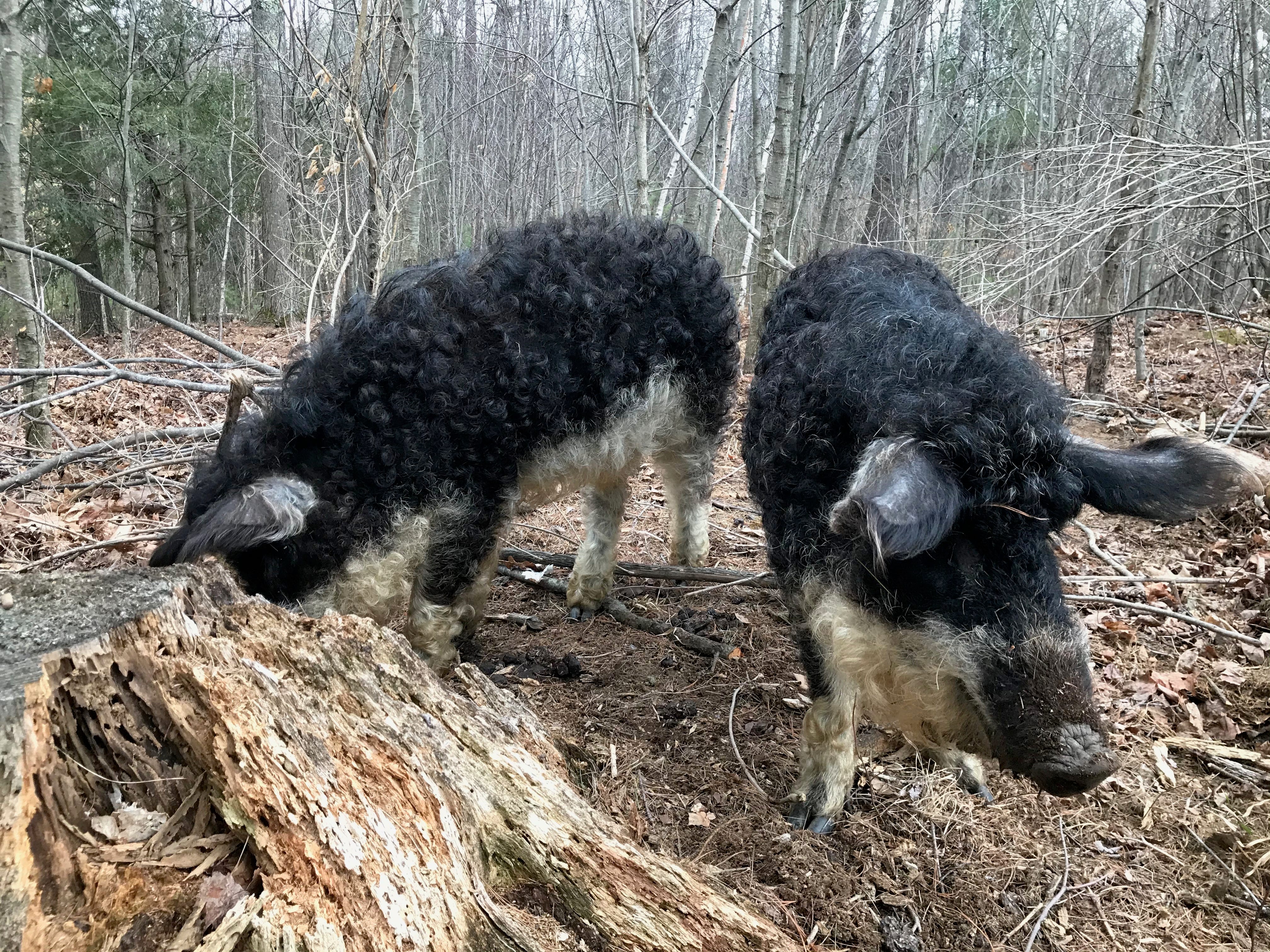 Hackmatack Farm breeds rare Mangalitsa pigs in Berwick