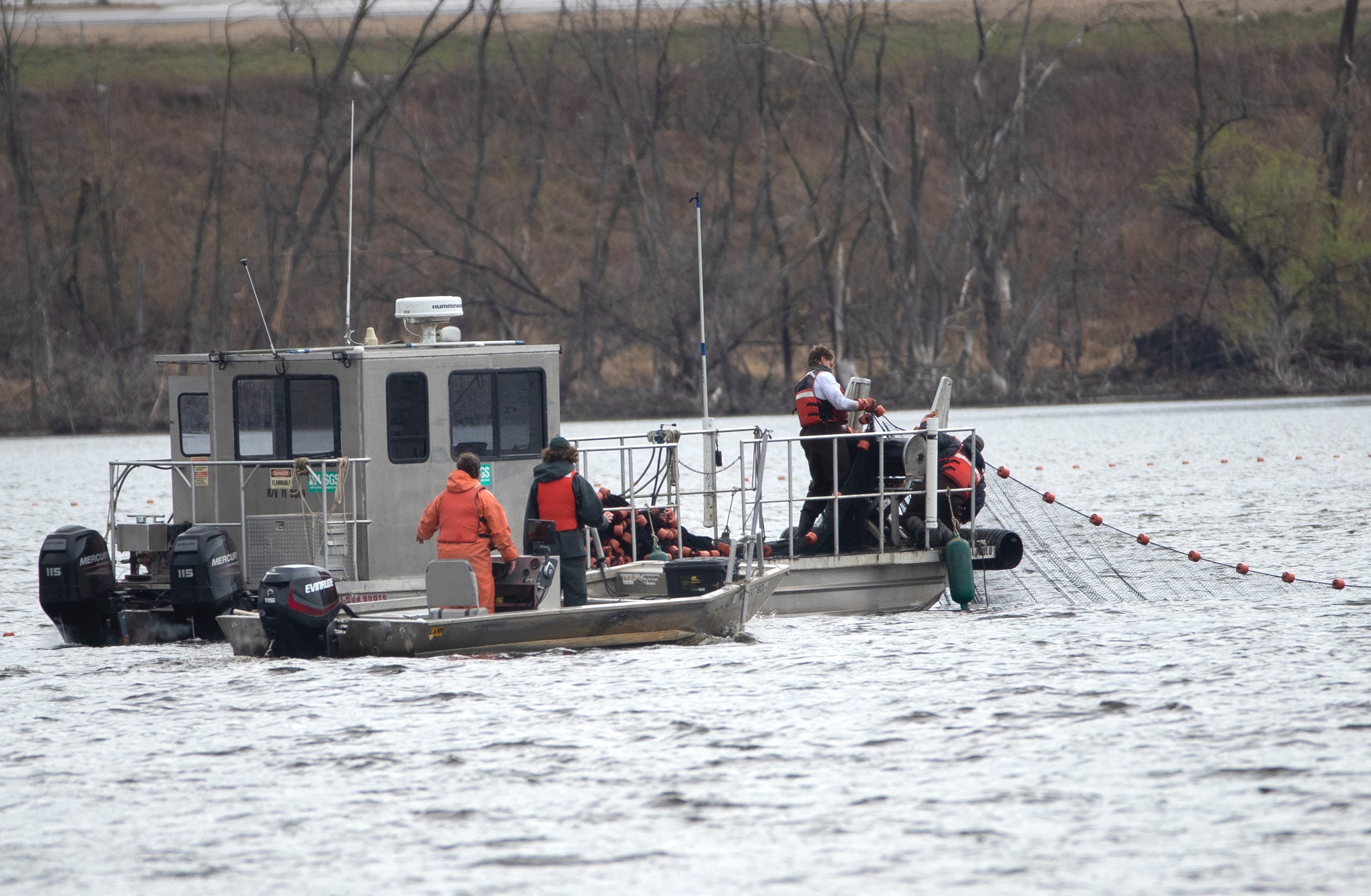 Invasive Asian carp rounded up in Mississippi River at La Crosse, Wis.