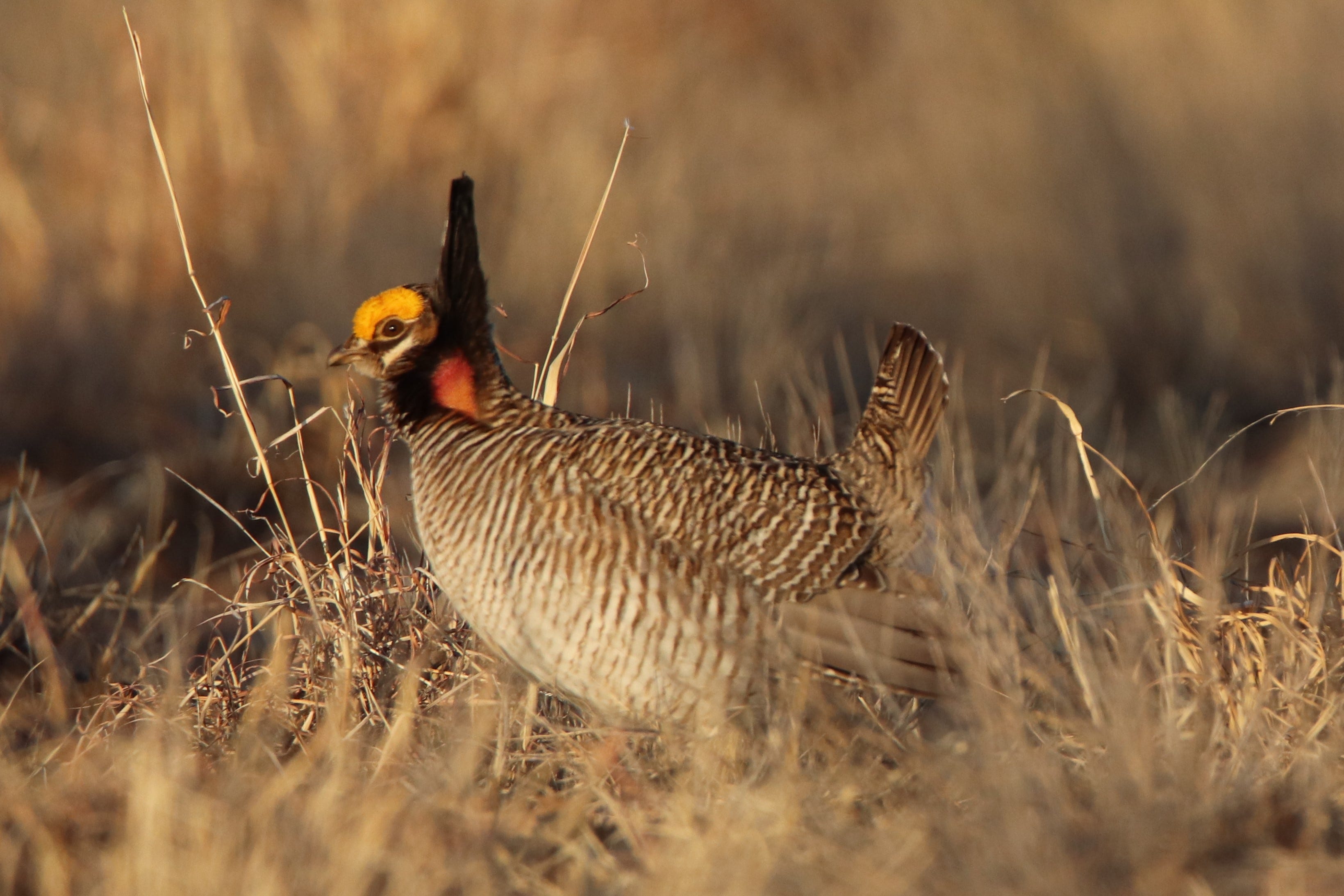 Feds revisit listing lesser prairie chicken as endangered, protected