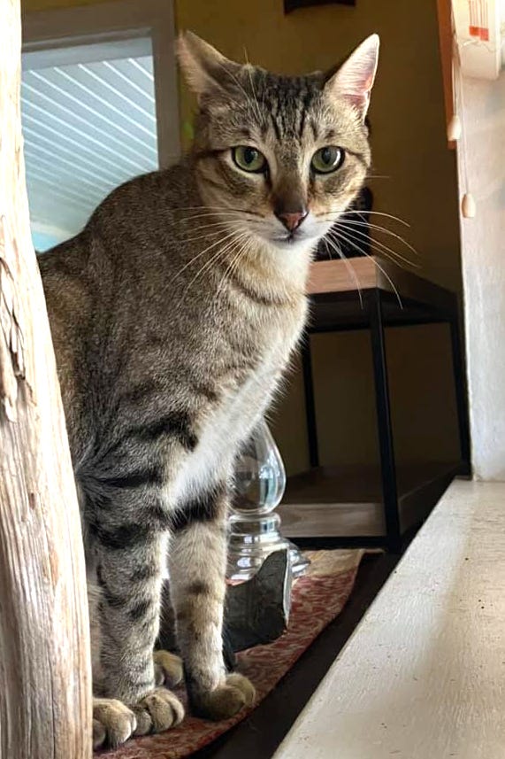 Crime News in ~city, FL | Northwest Florida Daily News