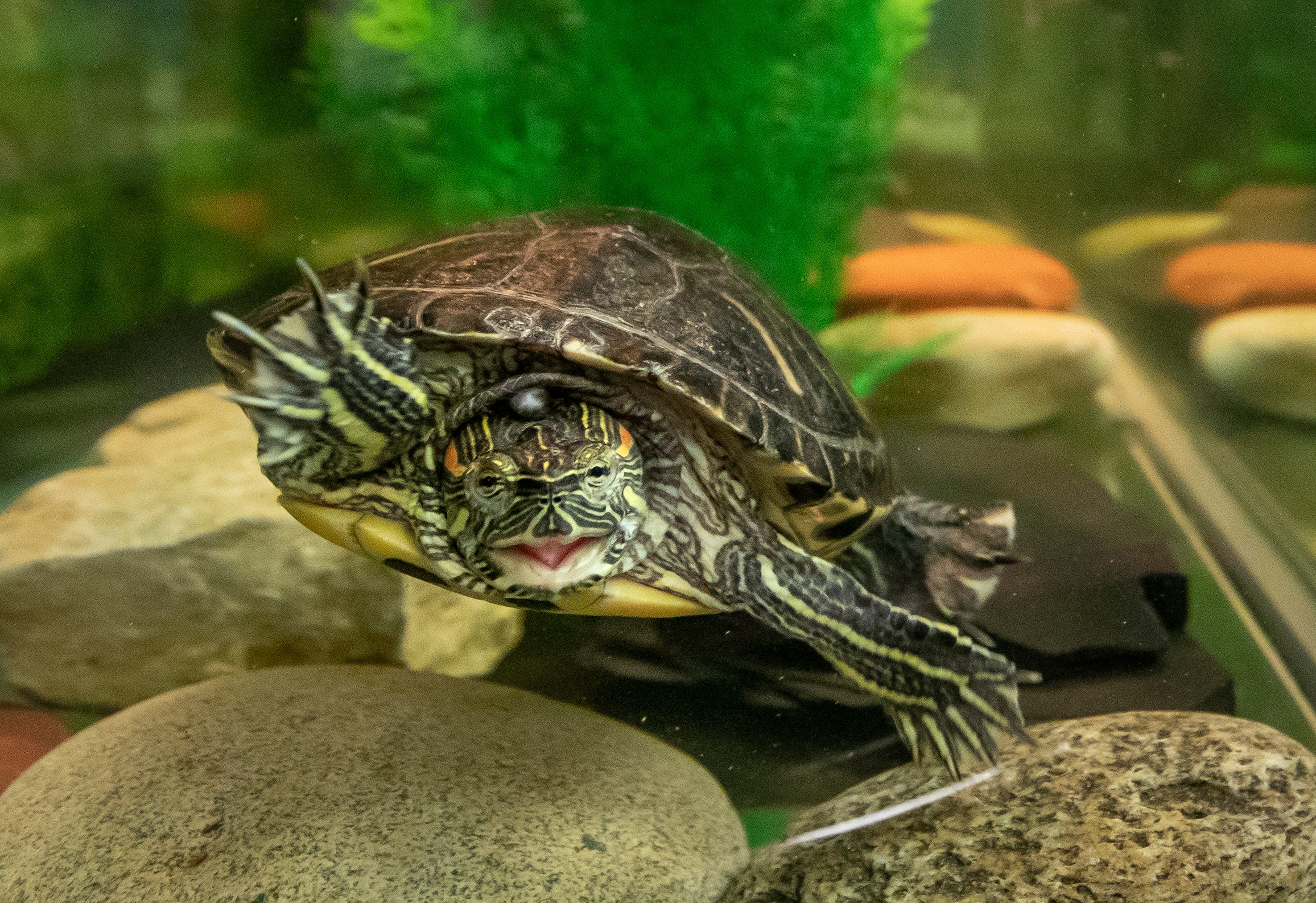 Turtles, tortoises, other class pets return to classroom post-pandemic