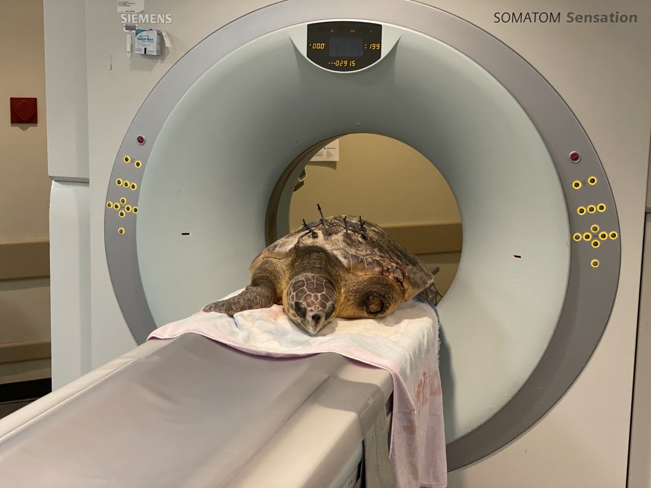From x-rays to MRI's, Brevard Zoo animals need human health care too