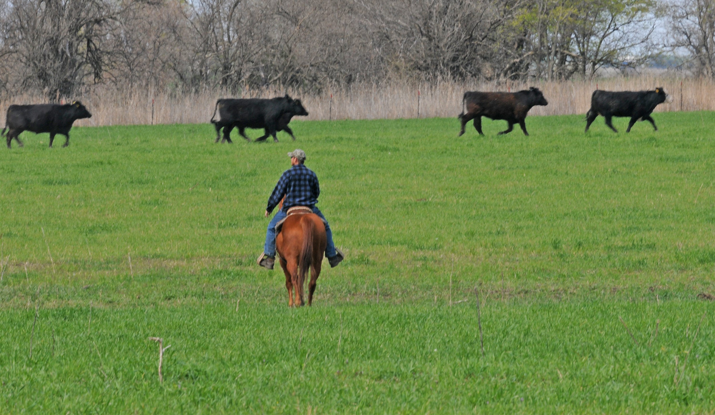 Agridime lets consumers buy steers, cows to keep on Kansas ranches