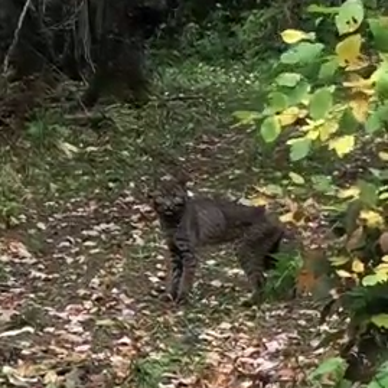 dark colored bobcat