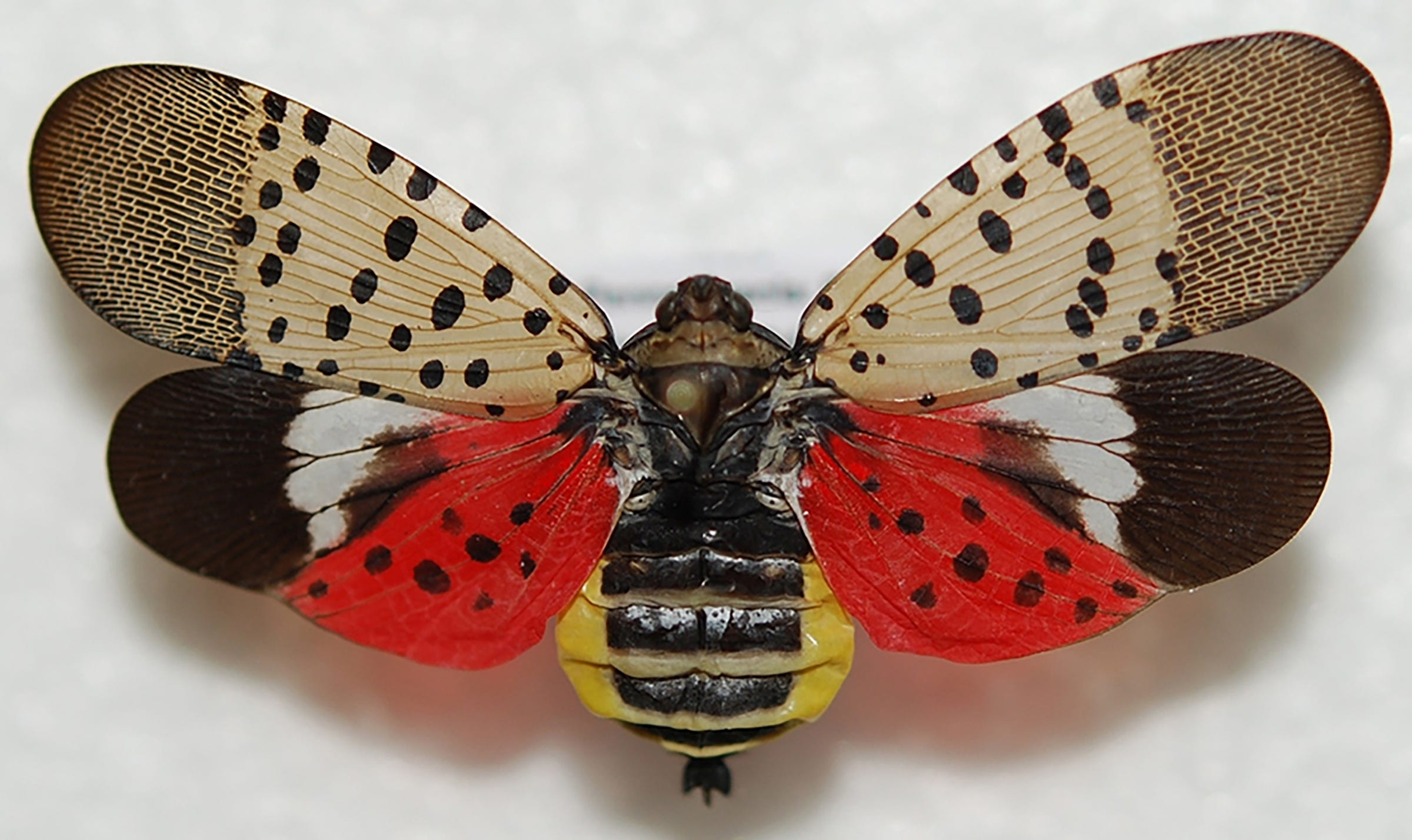 Invasive spotted lanternfly poses danger to NJ's orchards, vineyards