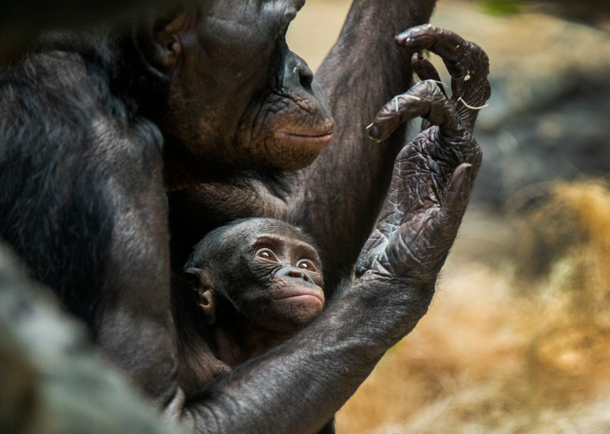 Zoo Babies at Cincinnati Zoo are adorable animal ambassadors