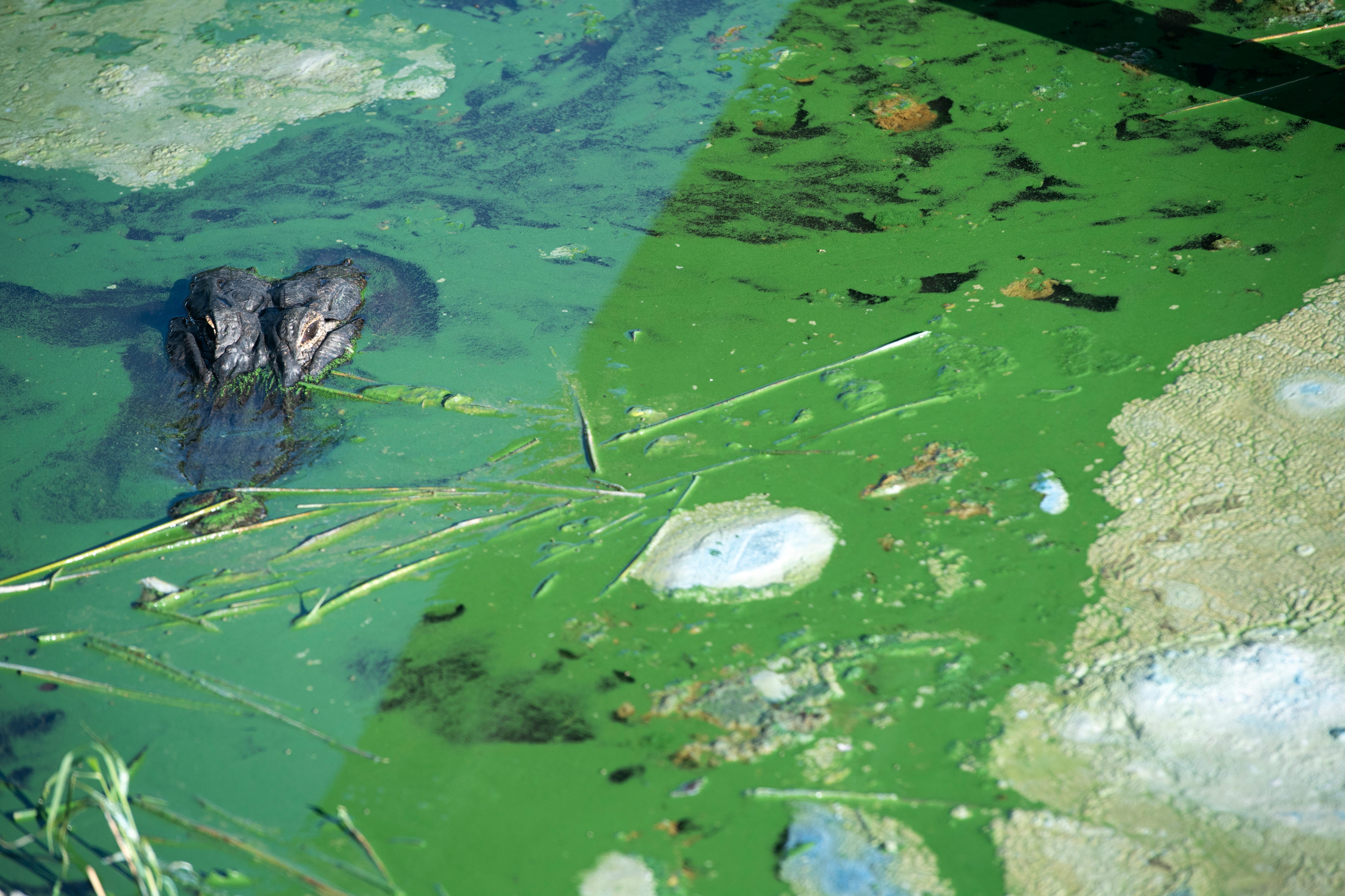 Mast proposes defunding herbicides & toxic Lake Okeechobee discharges