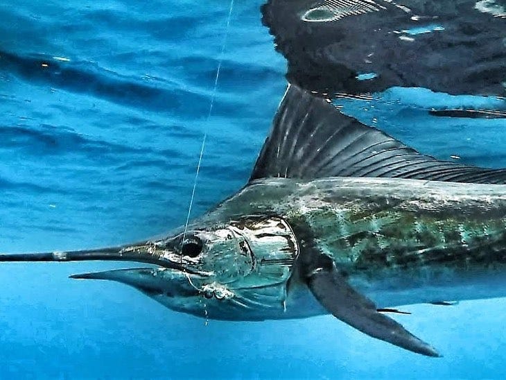 Stuart sailfish tournament season schedule. Will billfish be there?
